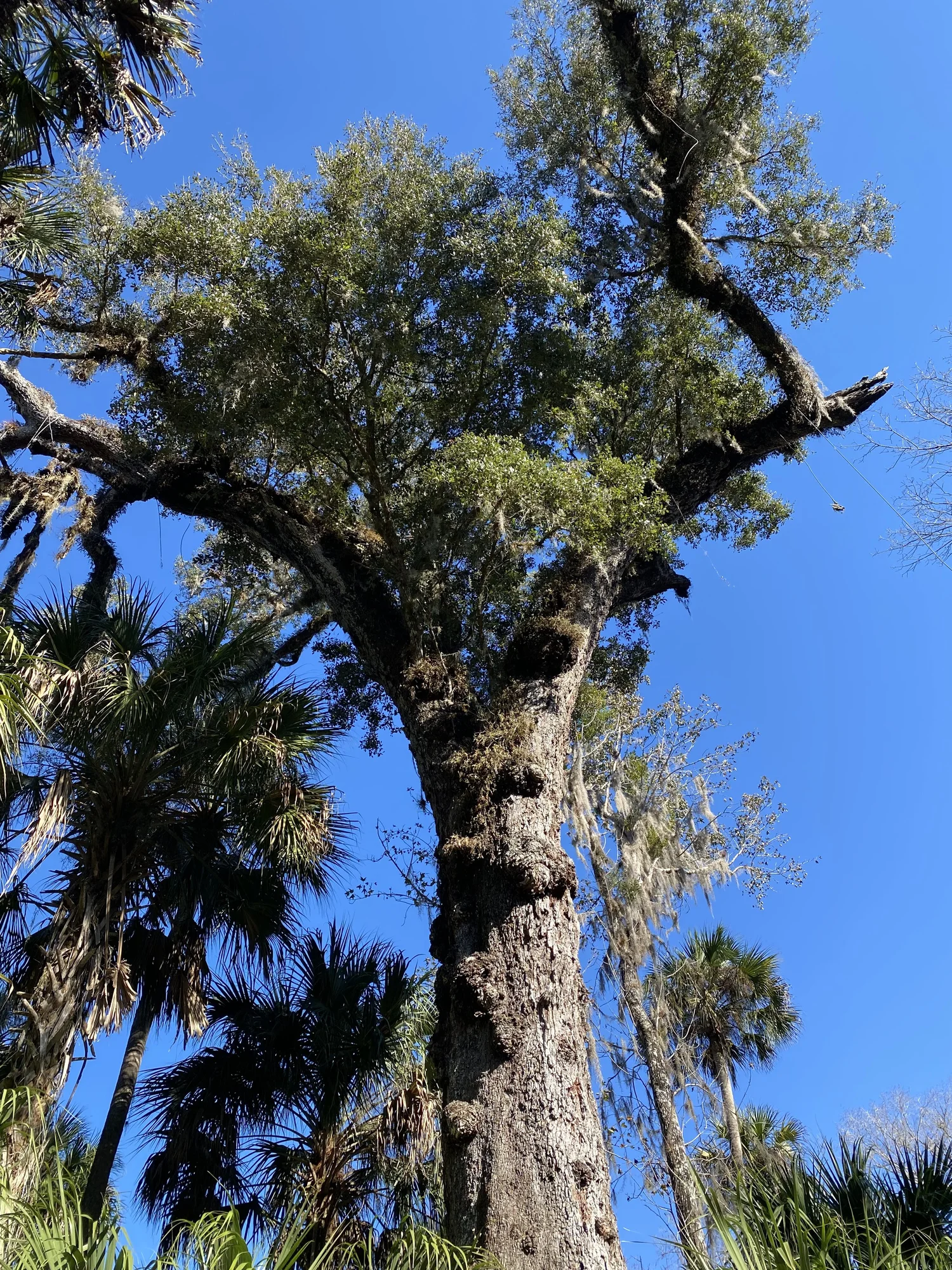 Ancient Hammock Trail - Highlands Hammock State Park — Old-Growth ...