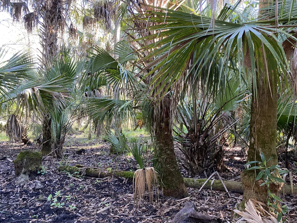 Ancient Hammock Trail - Highlands Hammock State Park — Old-Growth ...