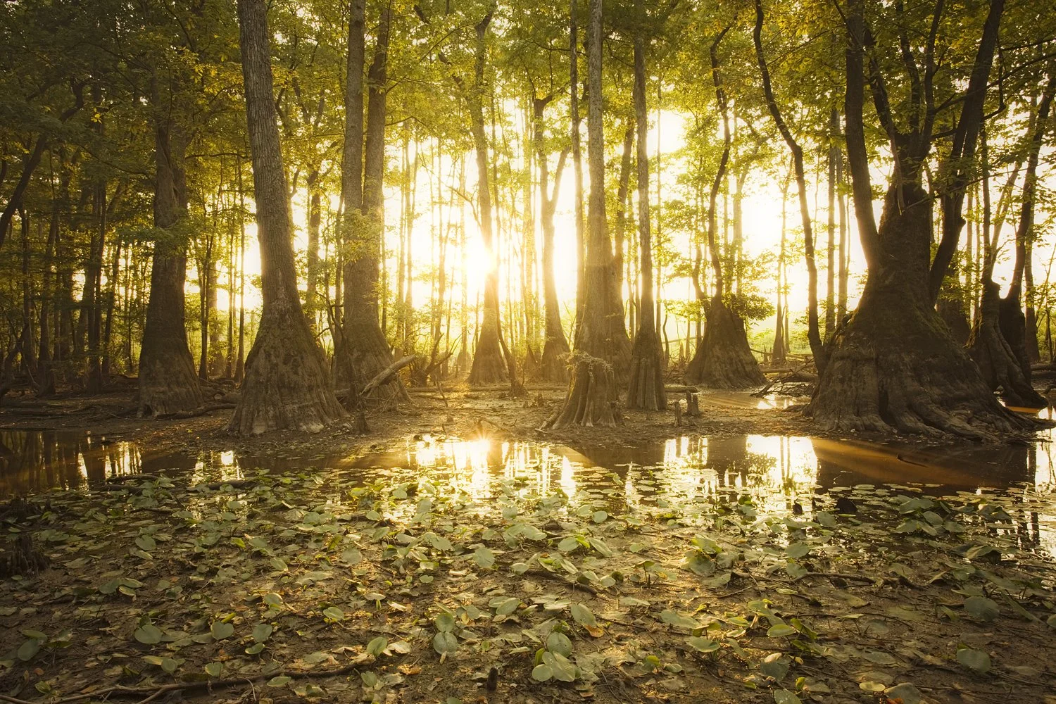 Private Forests — Old-Growth Forest Network