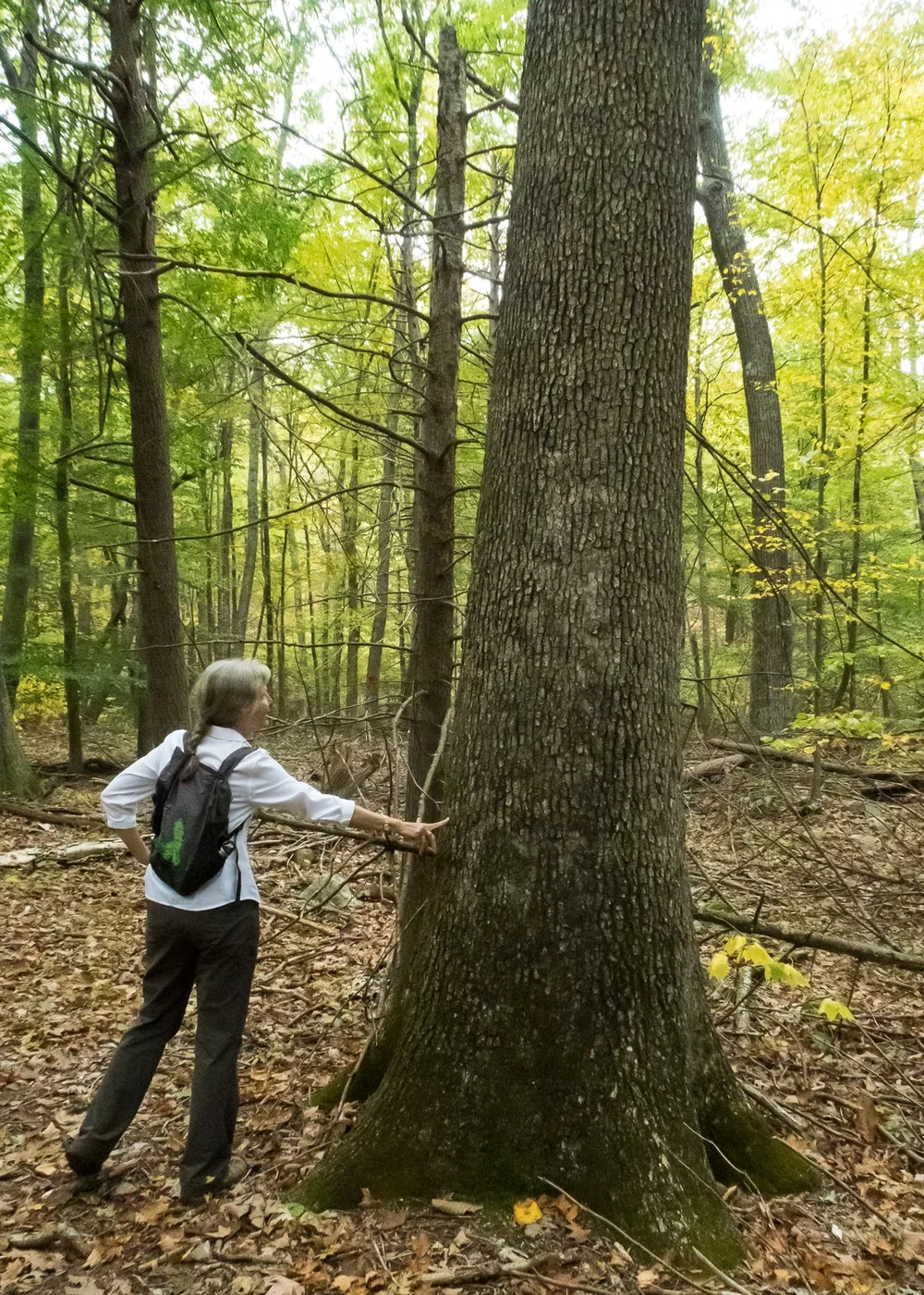 Sweet Root Natural Area — Old-Growth Forest Network
