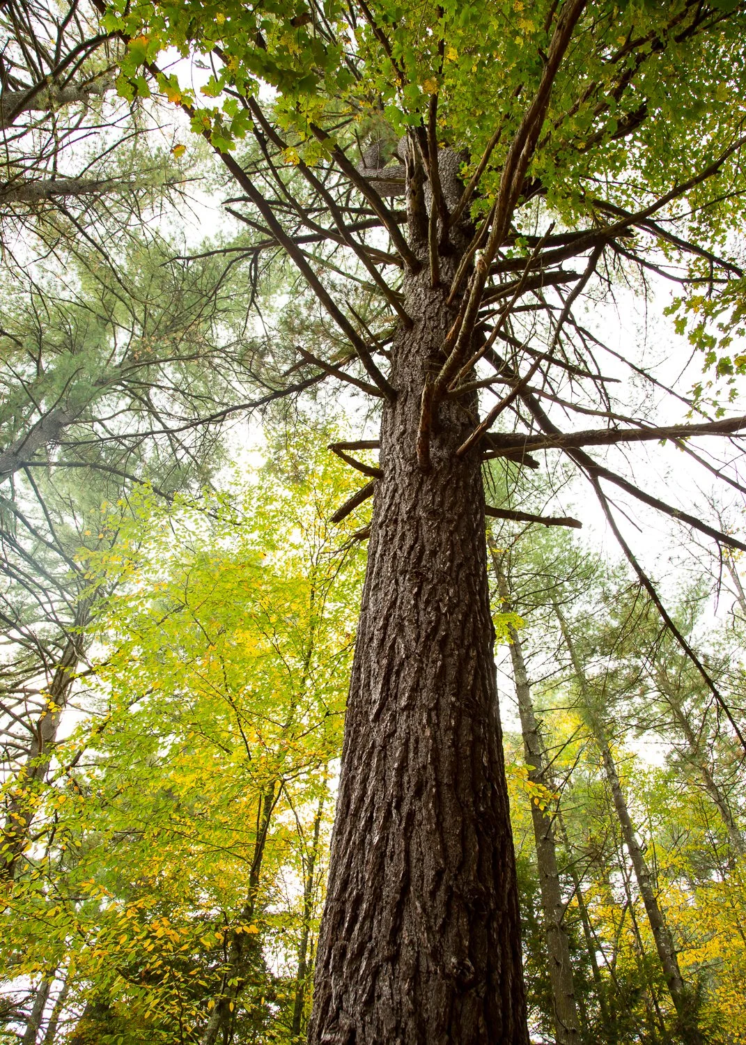 Sweet Root Natural Area — Old-Growth Forest Network