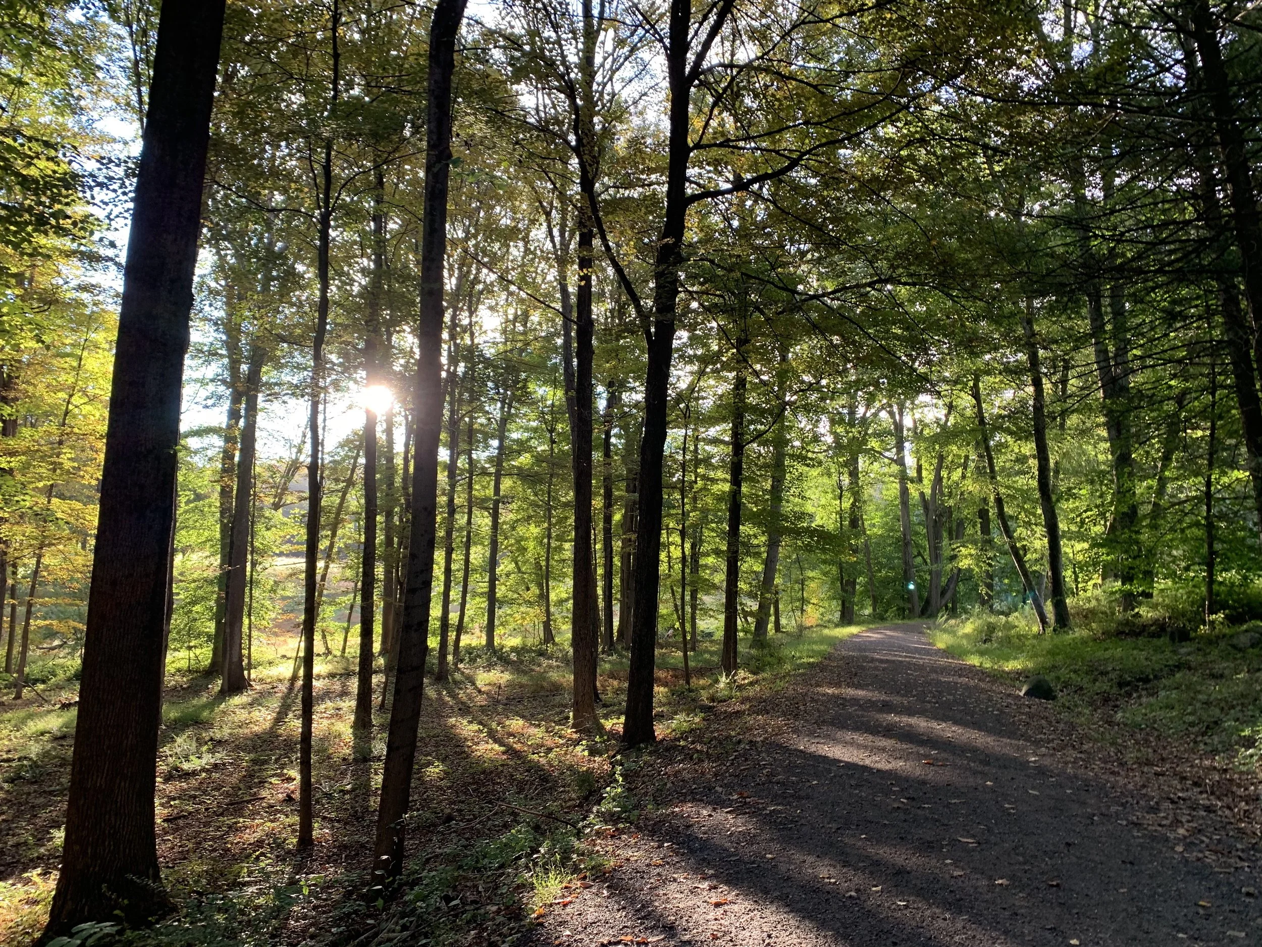 Rockefeller State Park Preserve — Old-Growth Forest Network