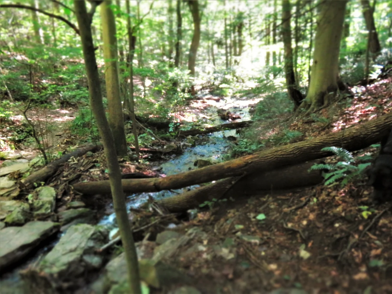 Boyd Big Tree Preserve Conservation Area — Old-Growth Forest Network