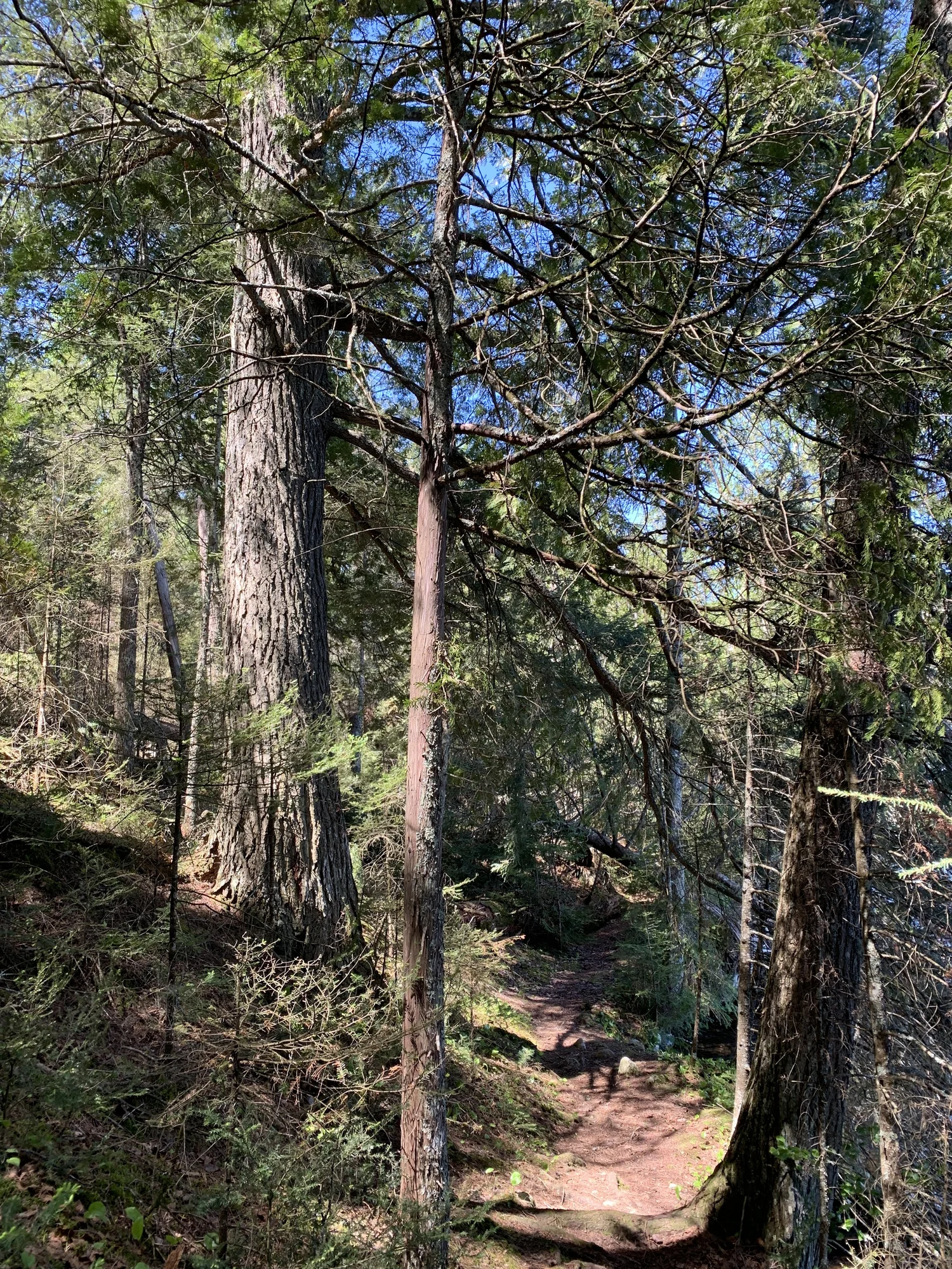 Plum Lake Hemlock Forest State Natural Area — Old-Growth Forest Network