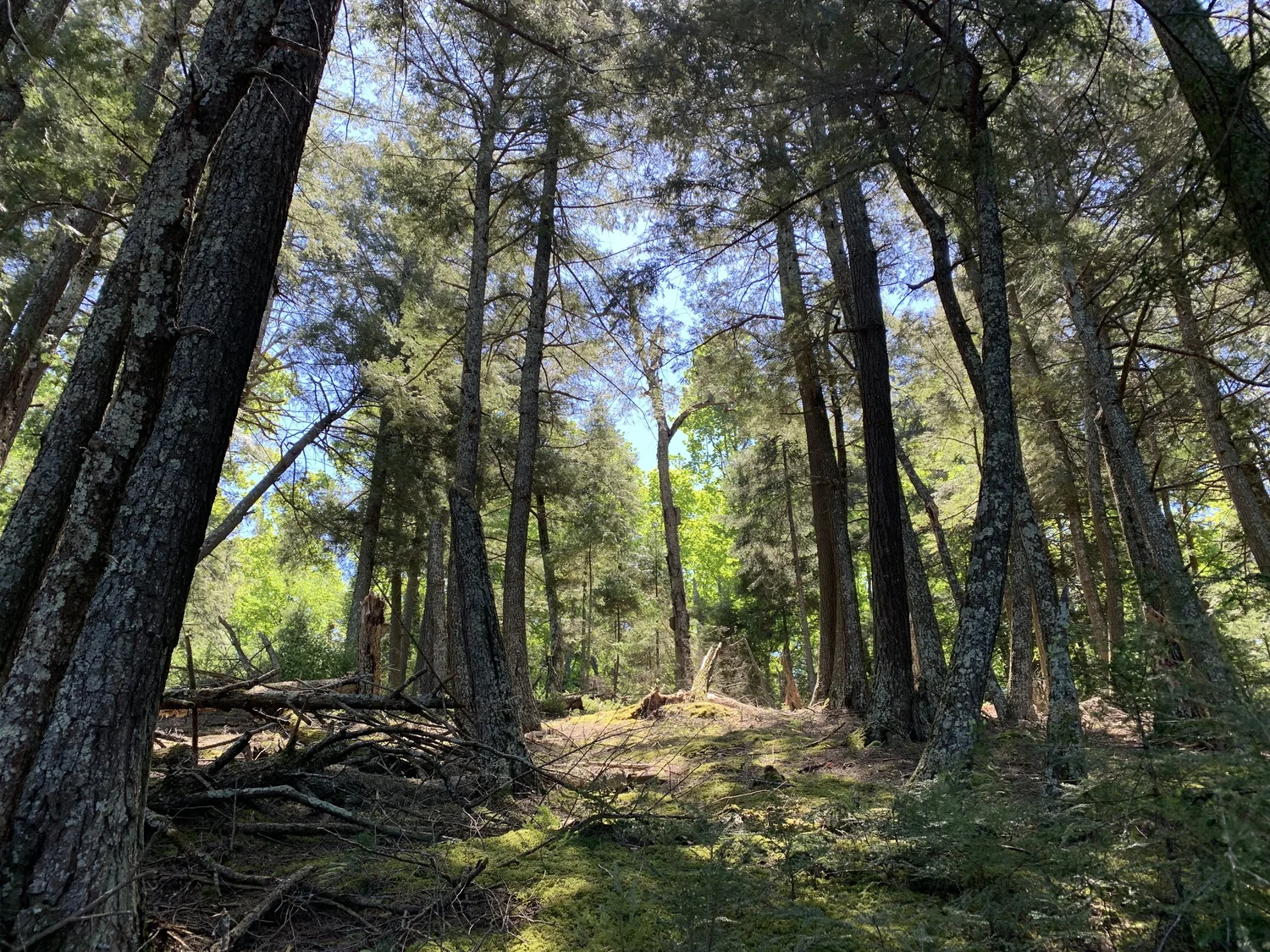 Plum Lake Hemlock Forest State Natural Area — Old-Growth Forest Network