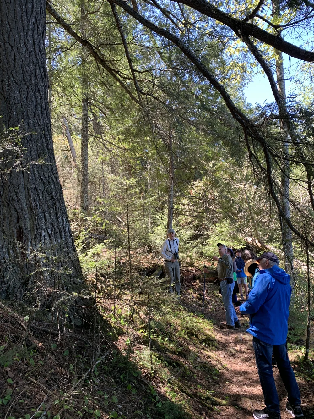 Plum Lake Hemlock Forest State Natural Area — Old-Growth Forest Network