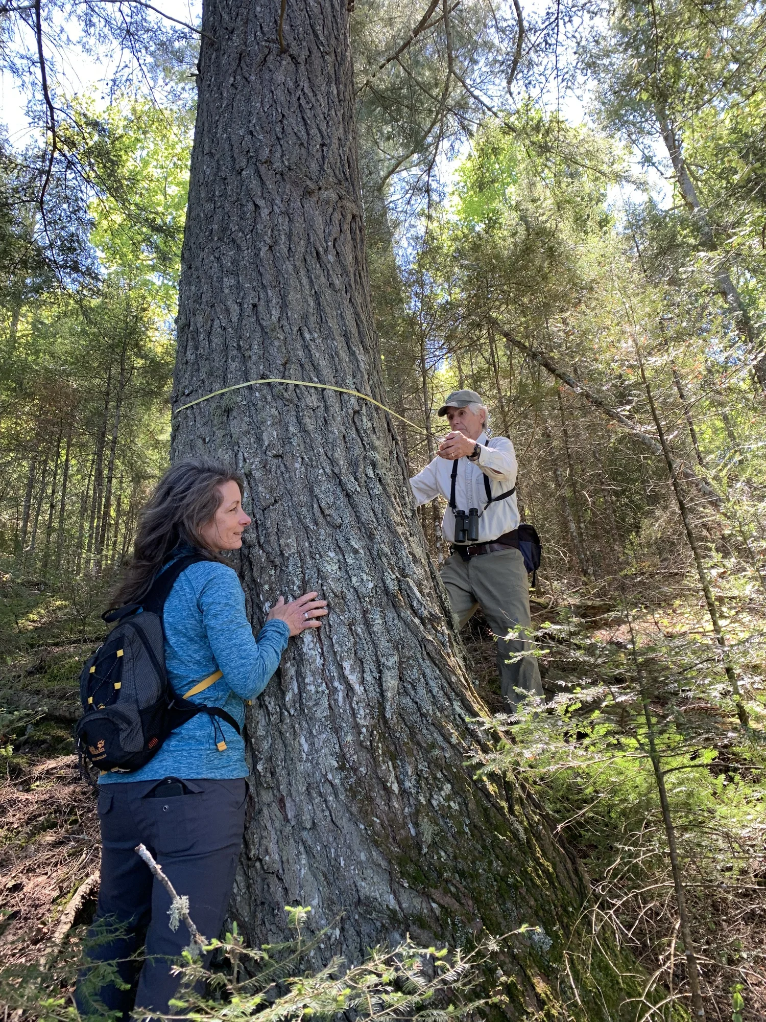 Plum Lake Hemlock Forest State Natural Area — Old-Growth Forest Network