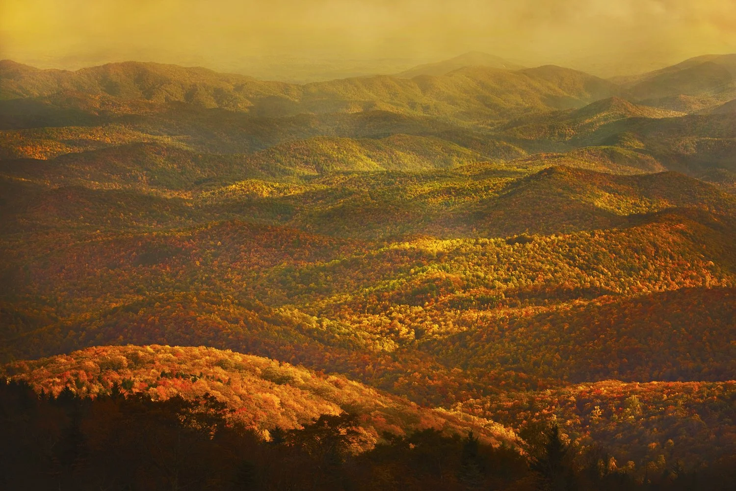 Forest Marketplace — Old-Growth Forest Network