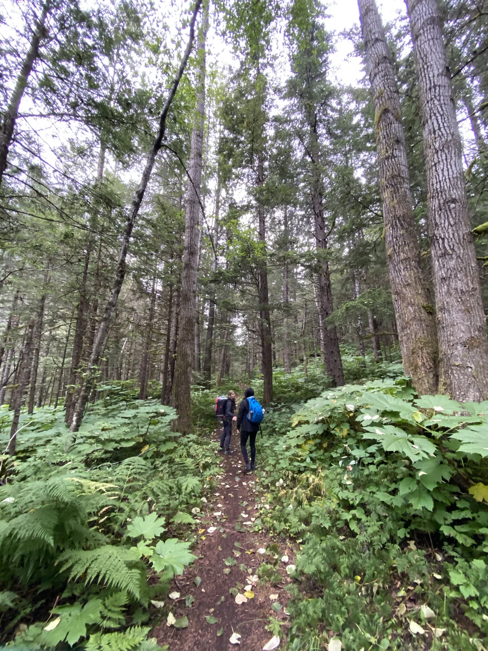 Denver Glacier Trail- Tongass National Forest — Old-Growth Forest Network