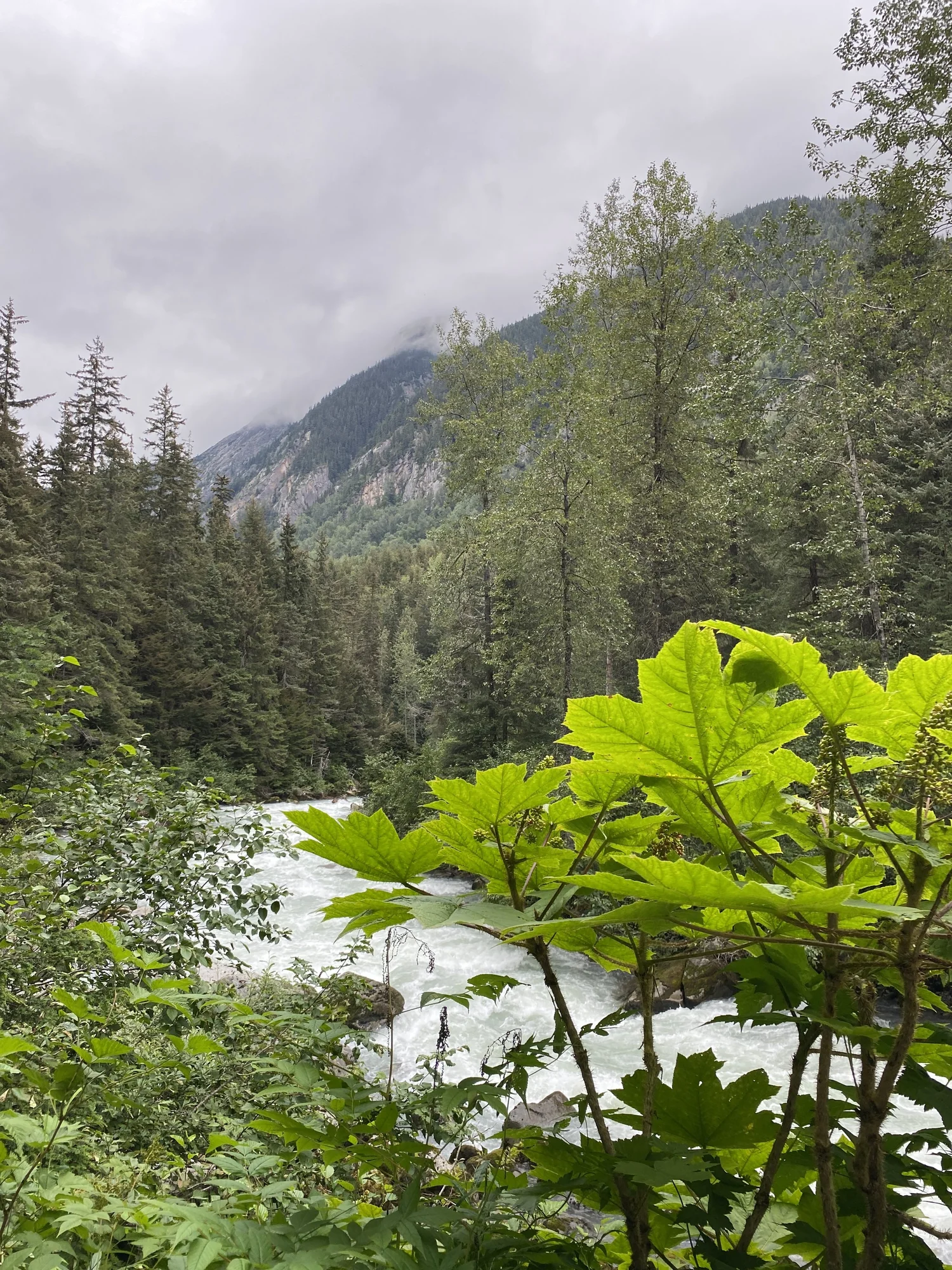 Denver Glacier Trail- Tongass National Forest — Old-Growth Forest Network