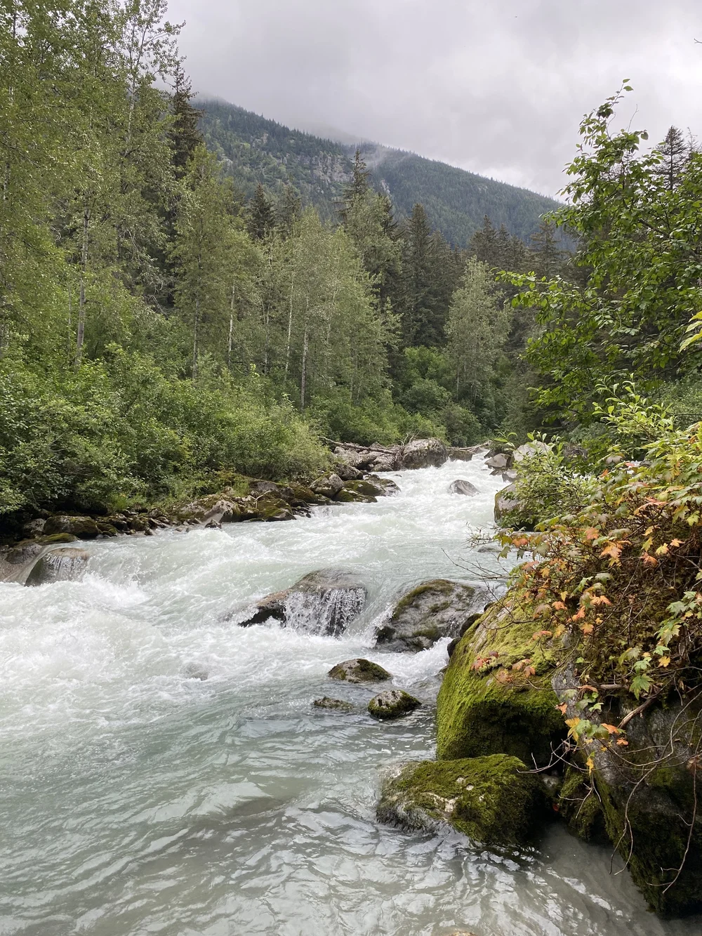 Denver Glacier Trail- Tongass National Forest — Old-Growth Forest Network