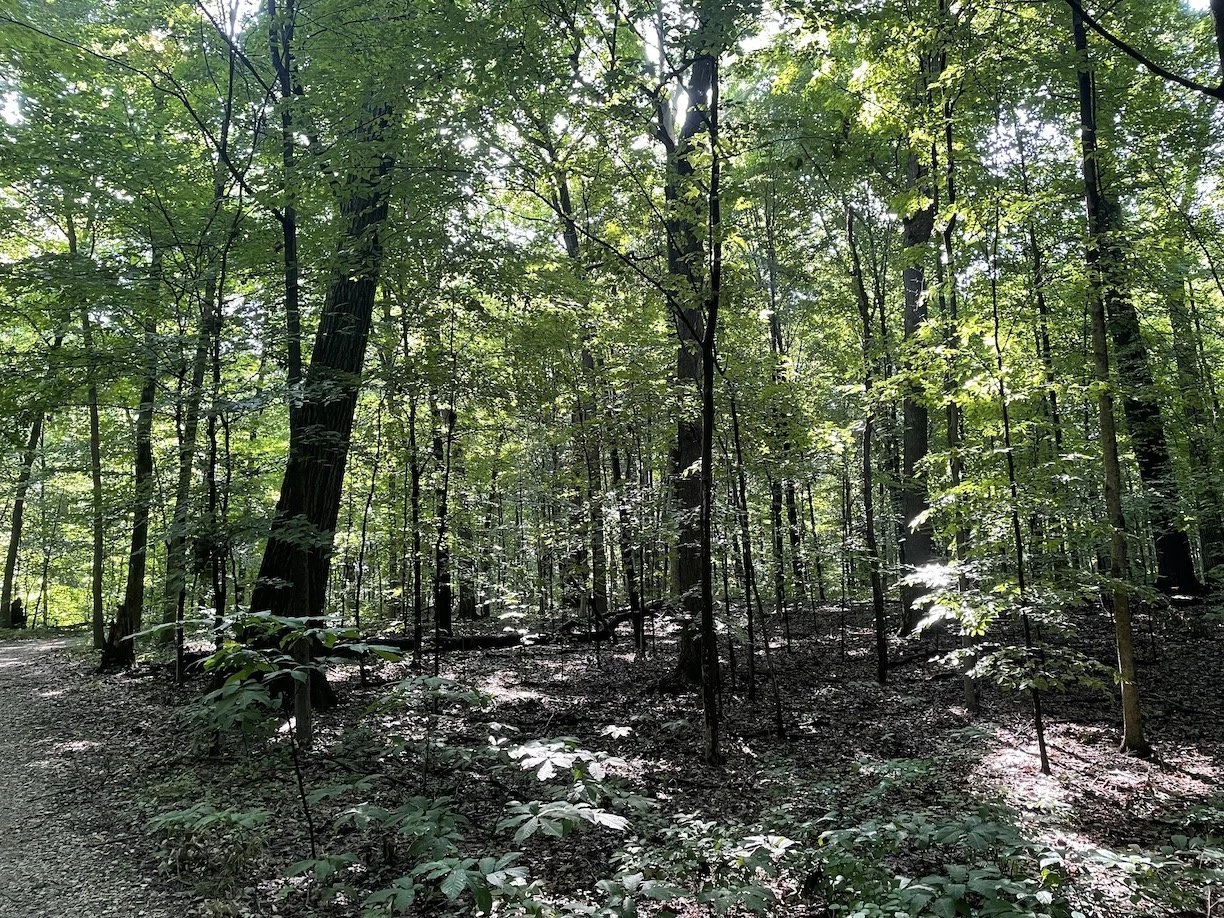 Sharon Woods — Old-Growth Forest Network