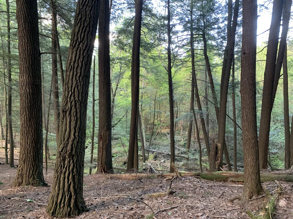 Holmboe Conifer Forest State Natural Area — Old-Growth Forest Network