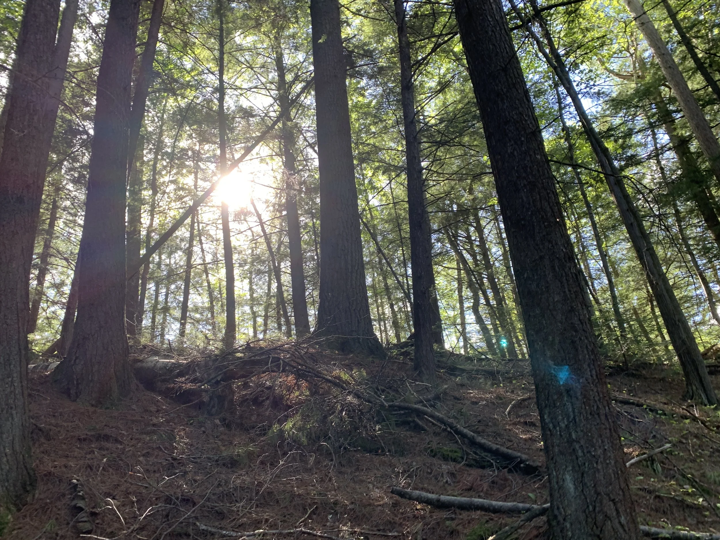 Holmboe Conifer Forest State Natural Area — Old-Growth Forest Network