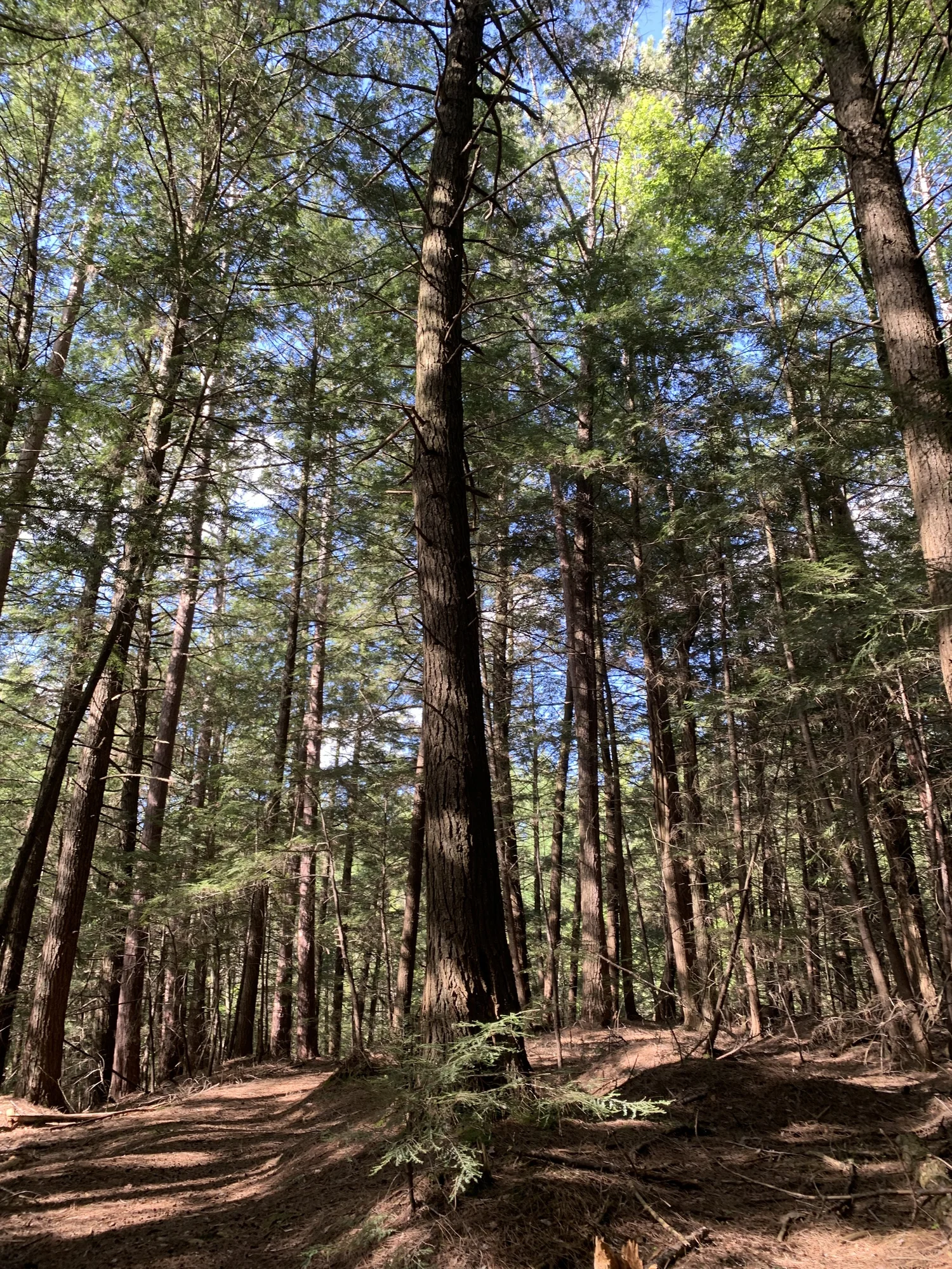 Holmboe Conifer Forest State Natural Area — Old-Growth Forest Network