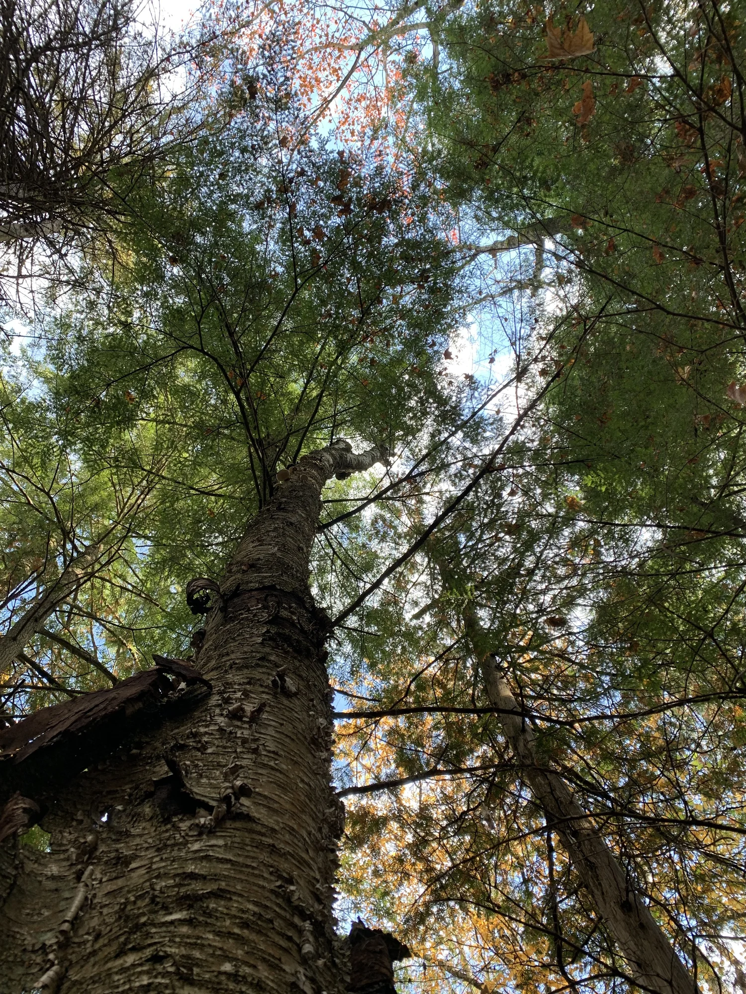 Holmboe Conifer Forest State Natural Area — Old-Growth Forest Network
