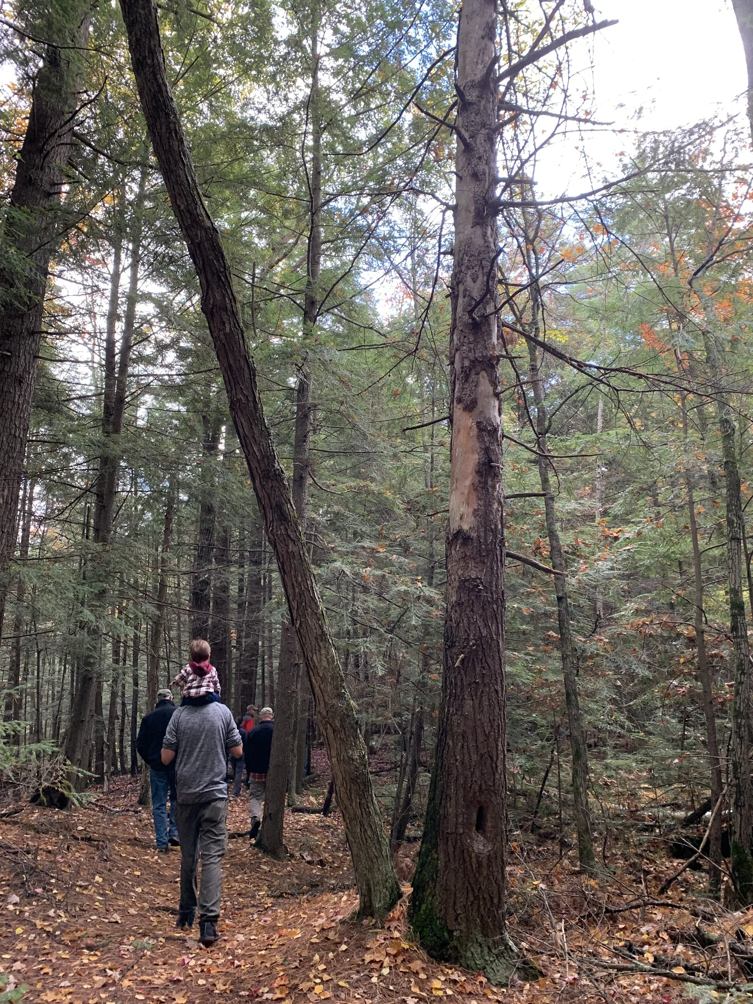 Holmboe Conifer Forest State Natural Area — Old-Growth Forest Network