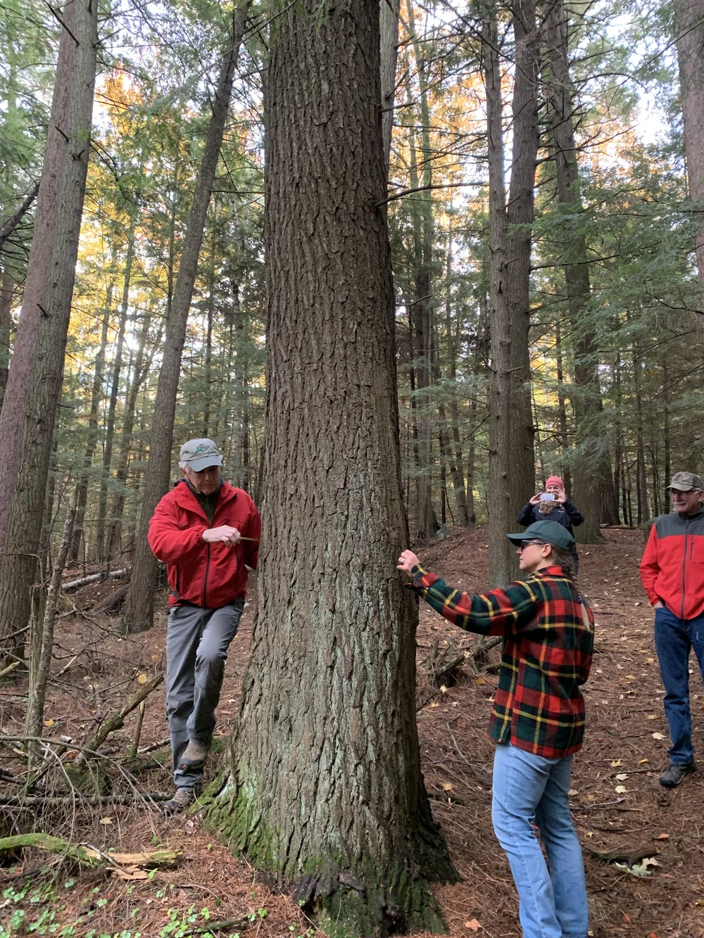 Holmboe Conifer Forest State Natural Area — Old-Growth Forest Network