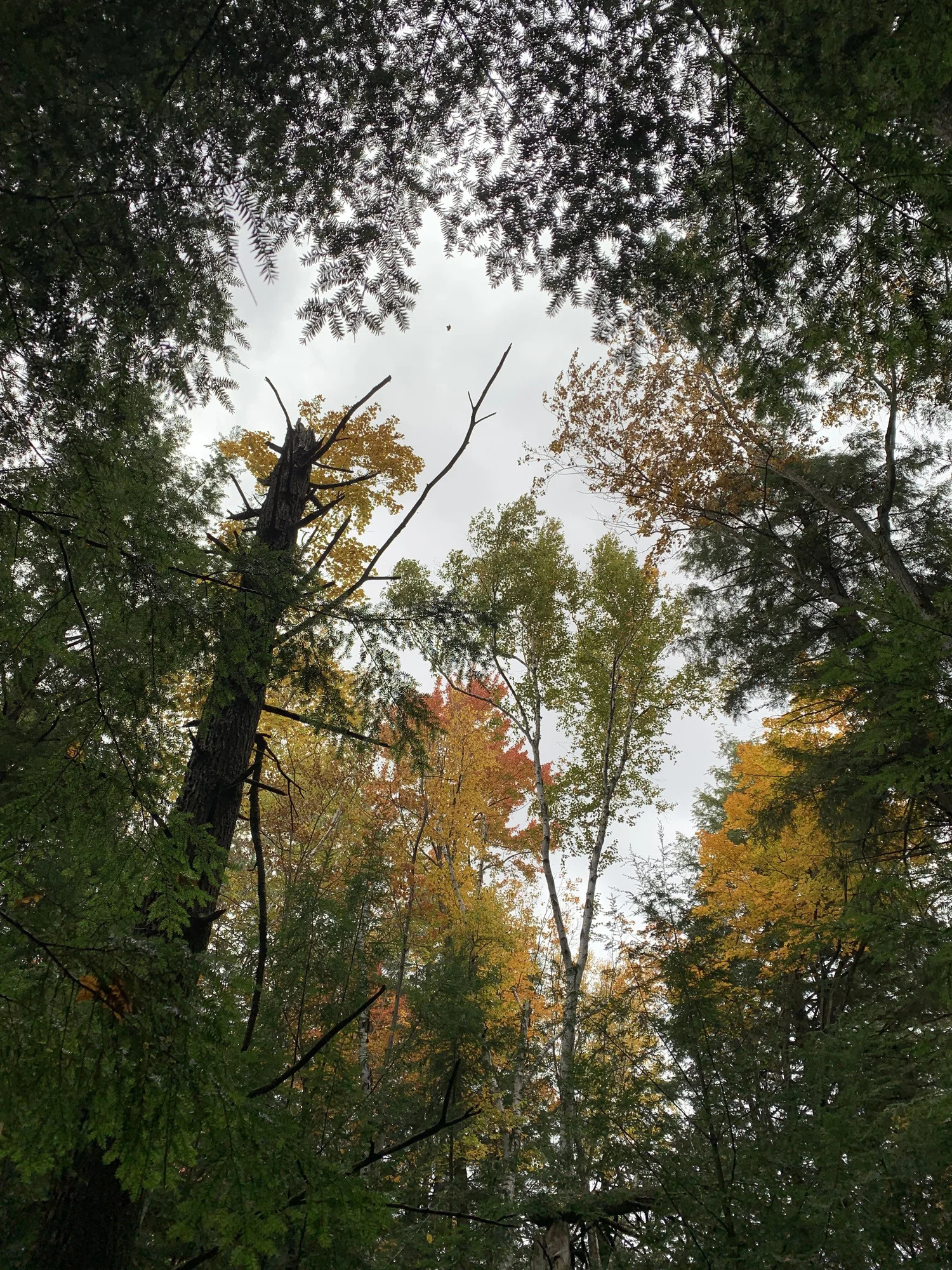 Holmboe Conifer Forest State Natural Area — Old-Growth Forest Network