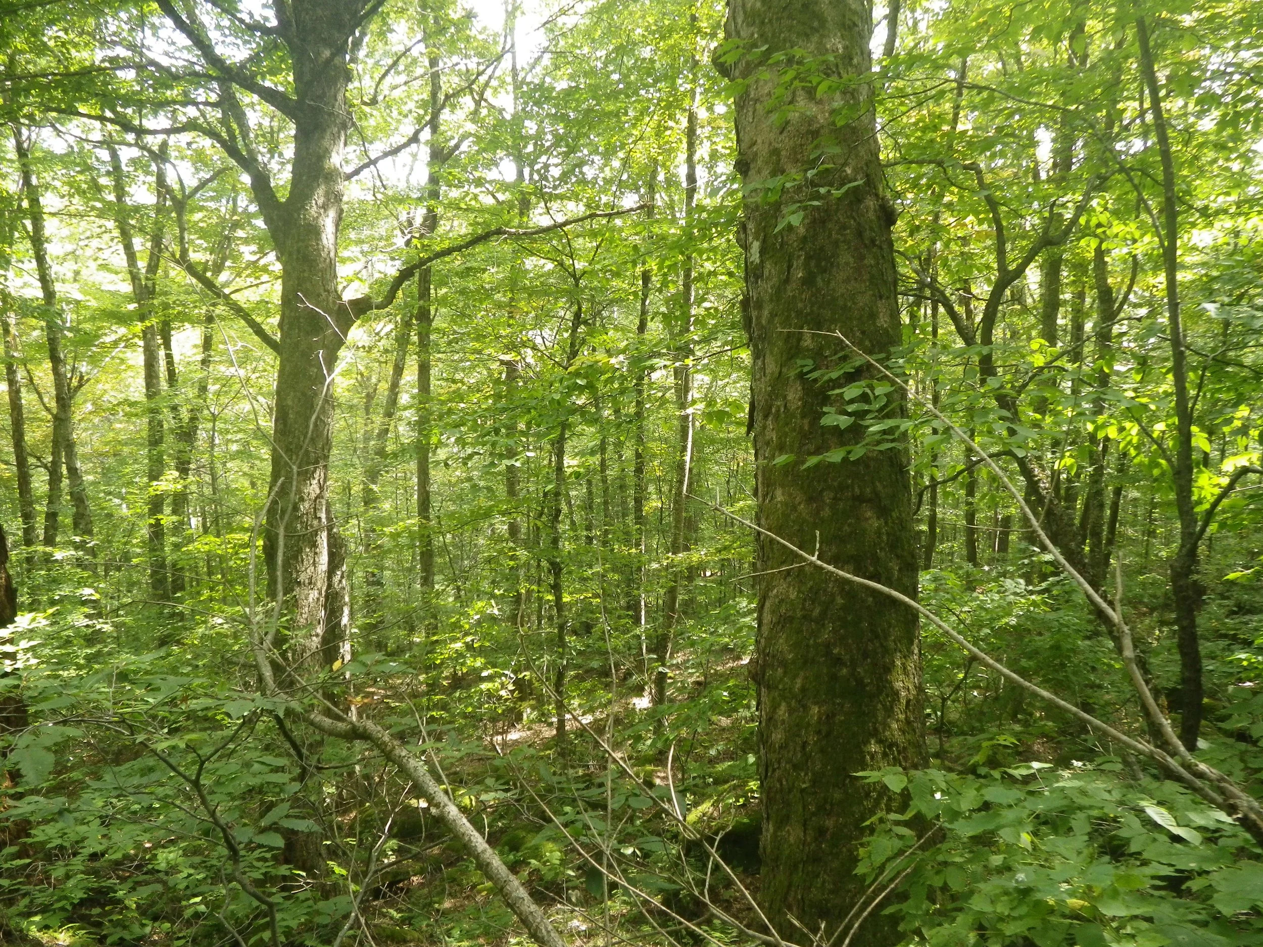 Big Indian Wilderness — Old-Growth Forest Network