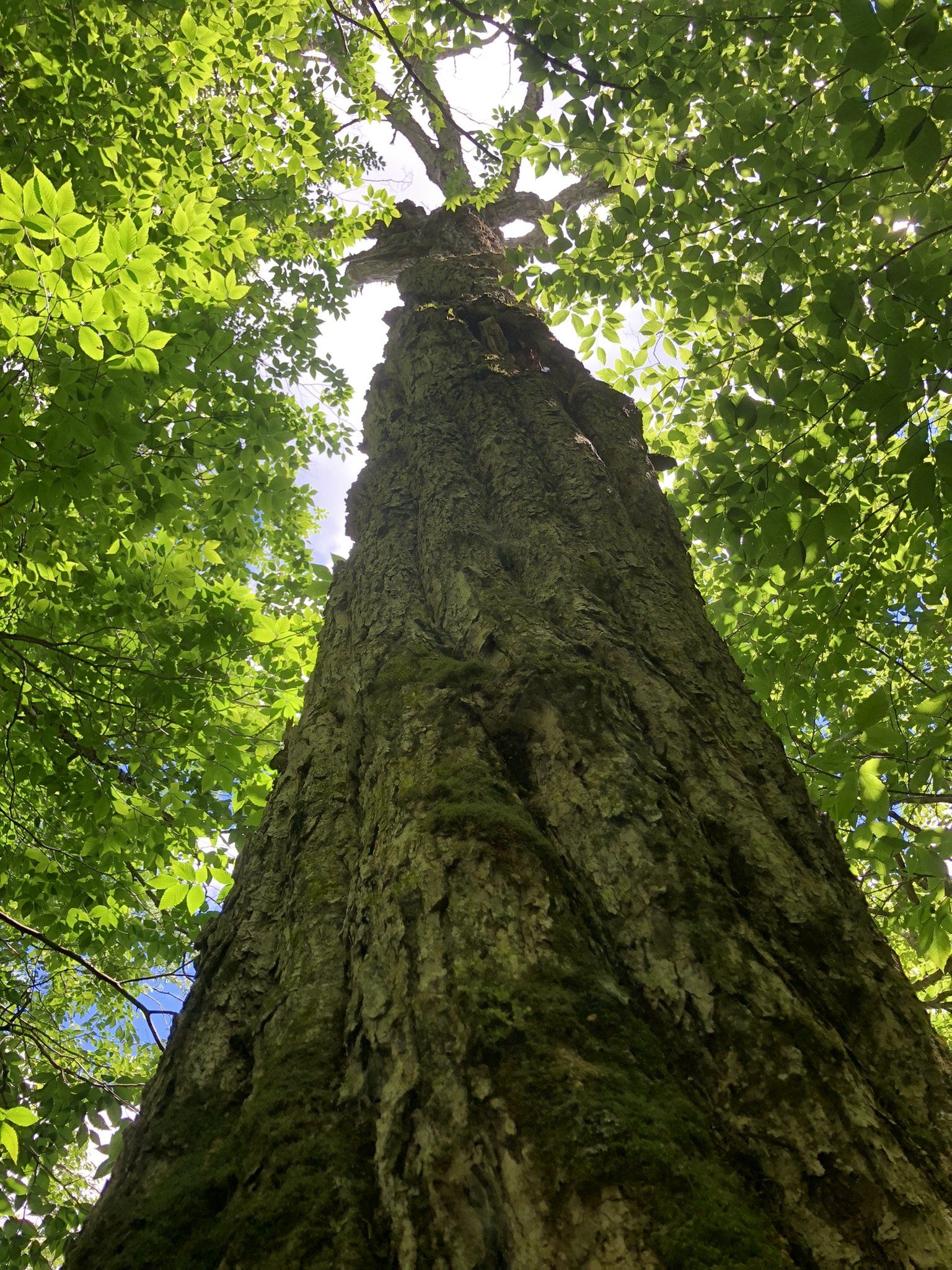 Big Indian Wilderness — Old-Growth Forest Network