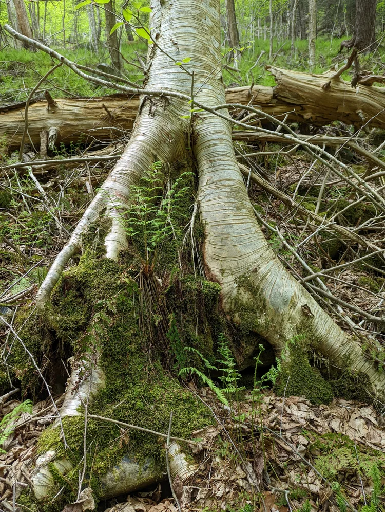 Hemlocks Natural Area — Old-Growth Forest Network