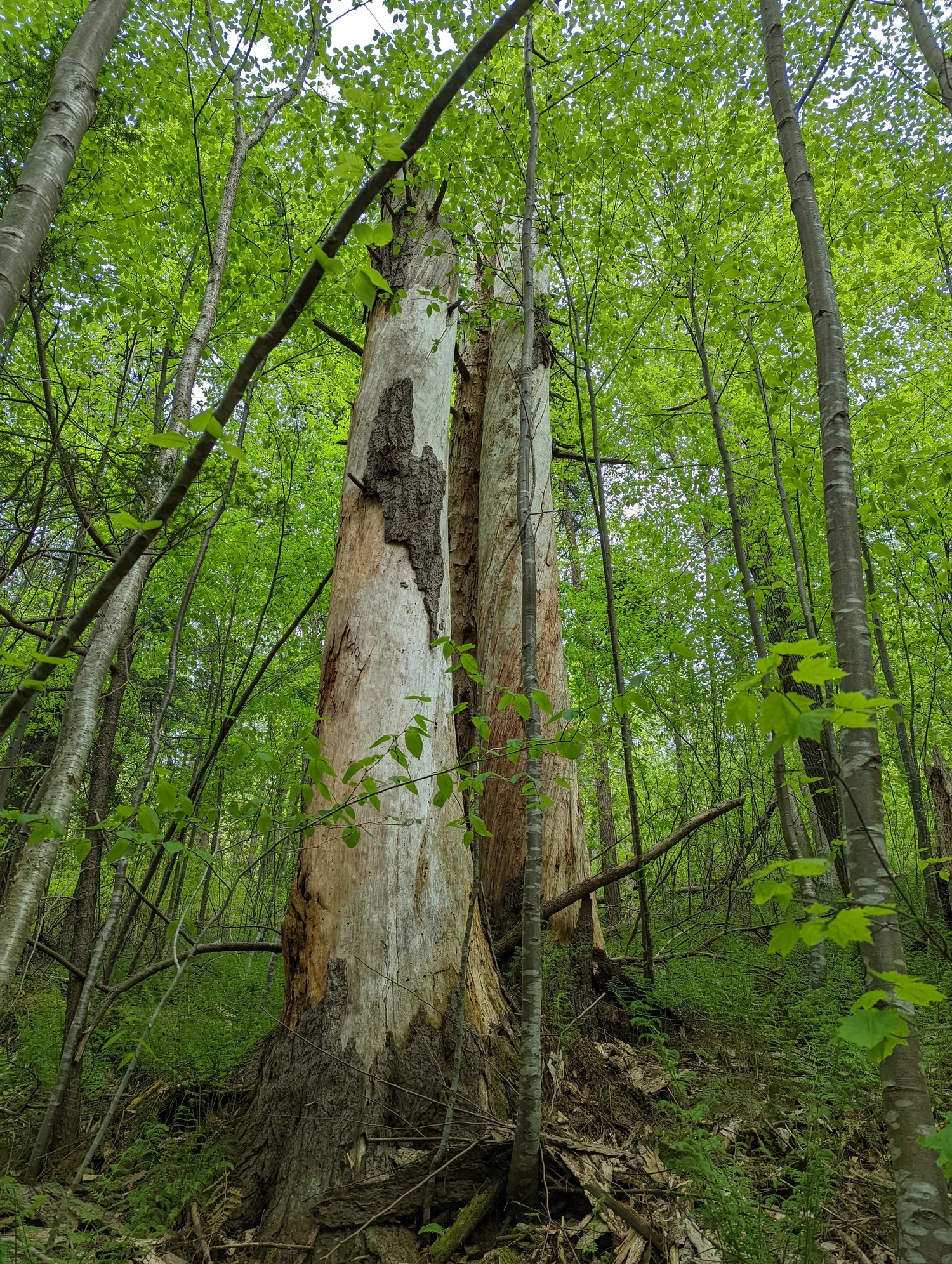 Hemlocks Natural Area — Old-Growth Forest Network