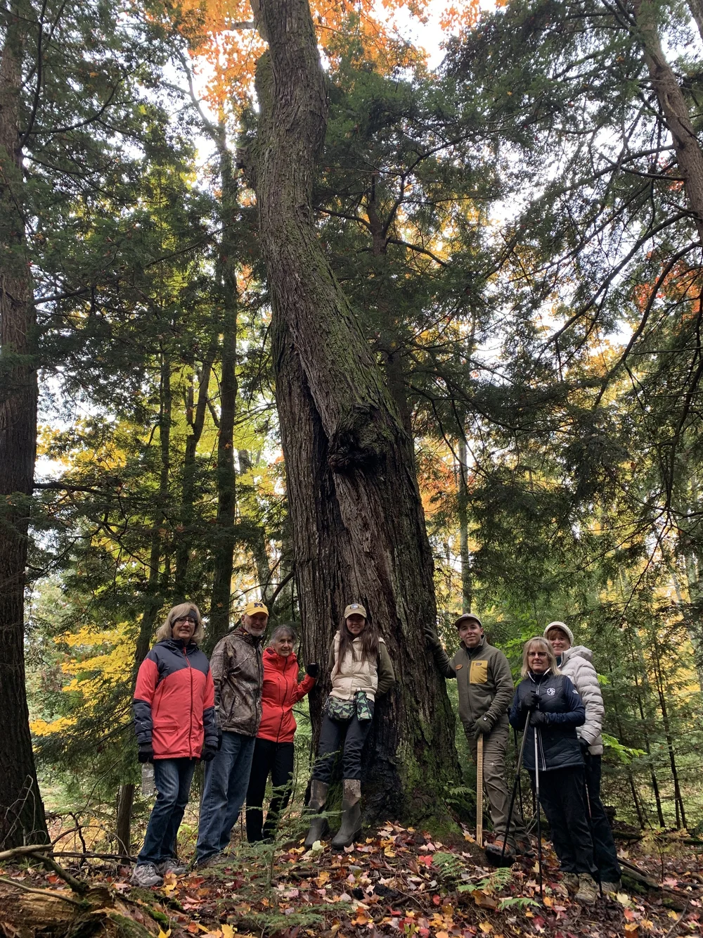 Oden Island Nature Preserve — Old-Growth Forest Network
