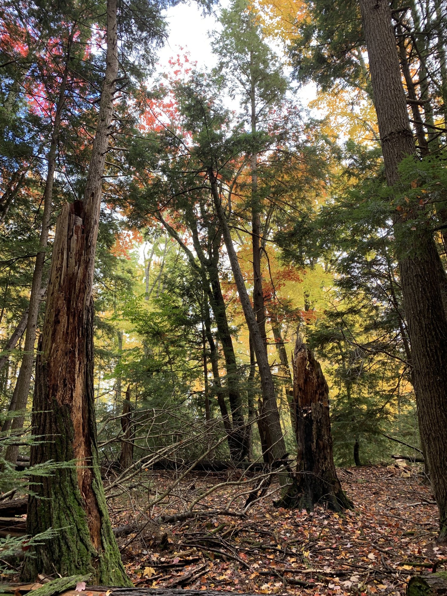 Oden Island Nature Preserve — Old-Growth Forest Network