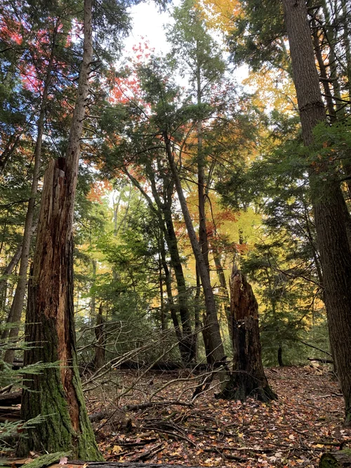 Oden Island Nature Preserve — Old-Growth Forest Network