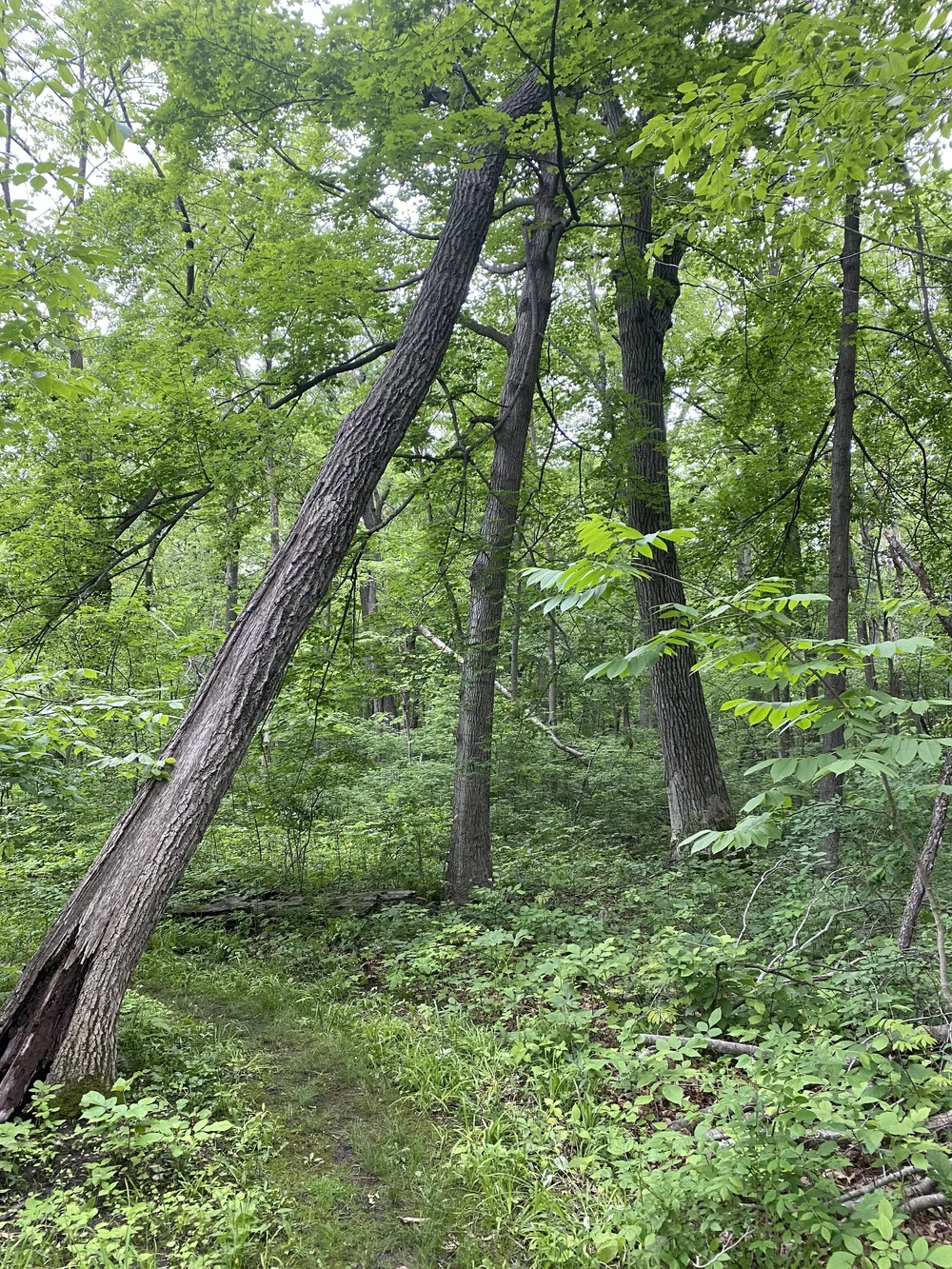 Sanders Park Hardwoods State Natural Area — Old-Growth Forest Network