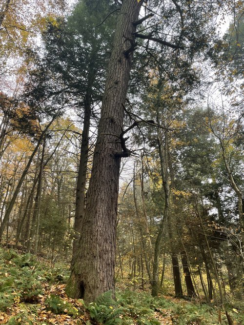 Hemlocks Natural Area — Old-Growth Forest Network