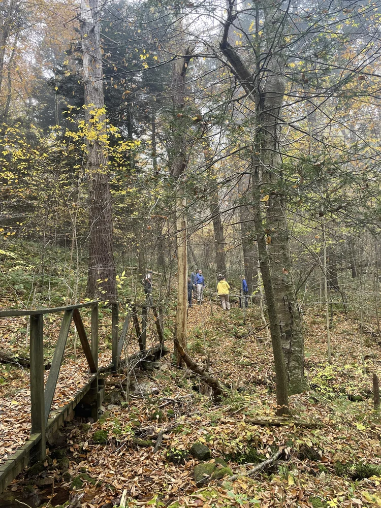 Hemlocks Natural Area — Old-Growth Forest Network