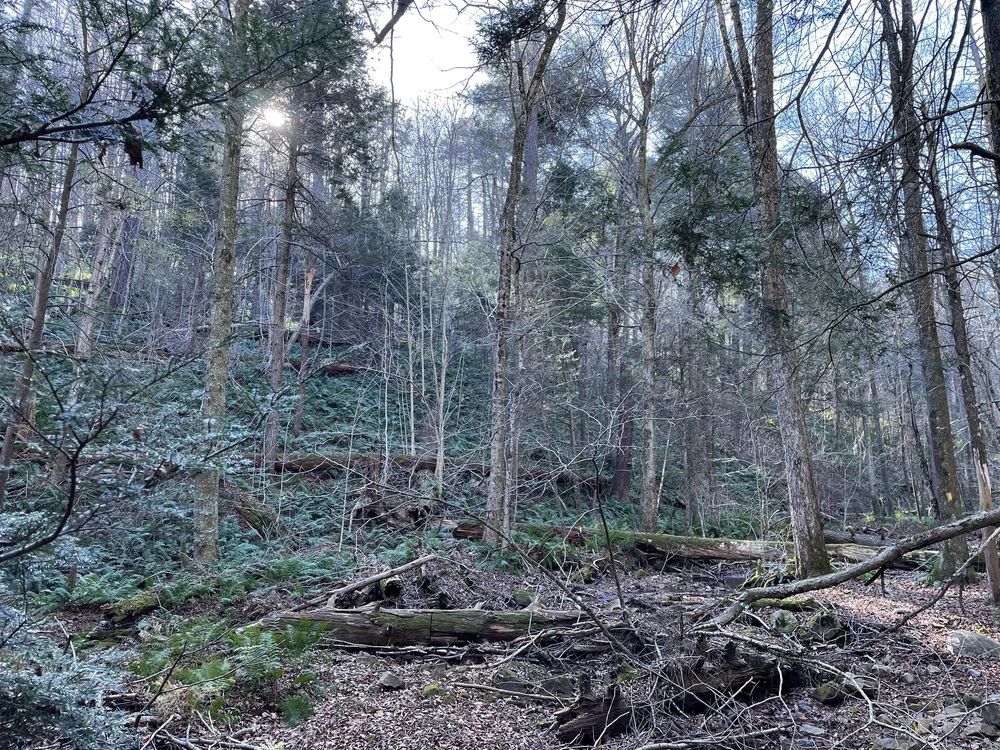 Snyder-Middleswarth Natural Area — Old-Growth Forest Network