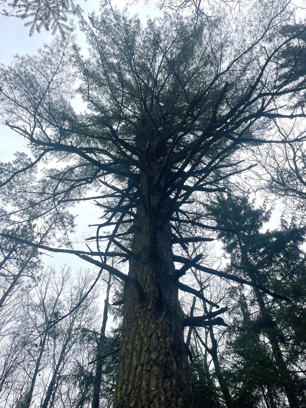 Nolde Forest Environmental Education Center — Old-Growth Forest Network