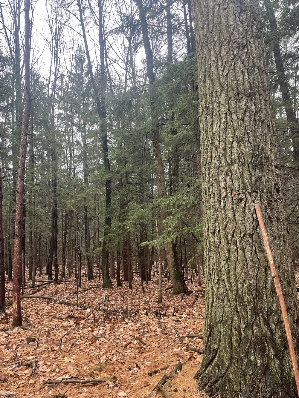 Nolde Forest Environmental Education Center — Old-Growth Forest Network