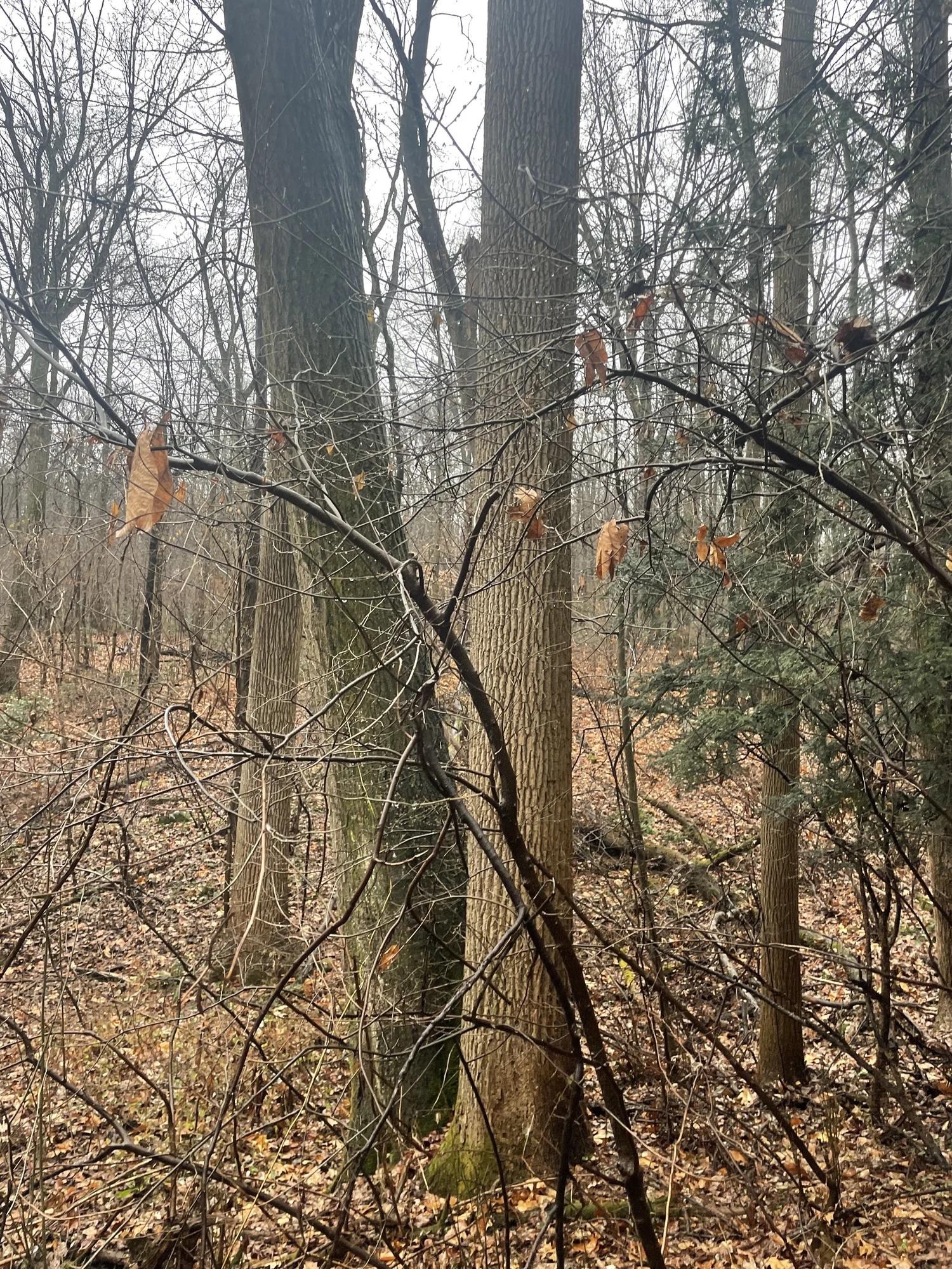Nolde Forest Environmental Education Center — Old-Growth Forest Network