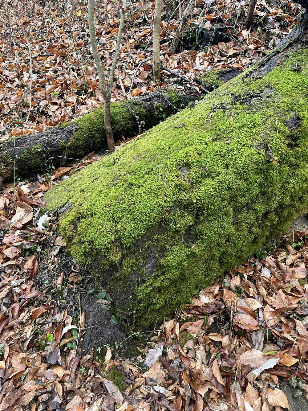 California Woods — Old-Growth Forest Network
