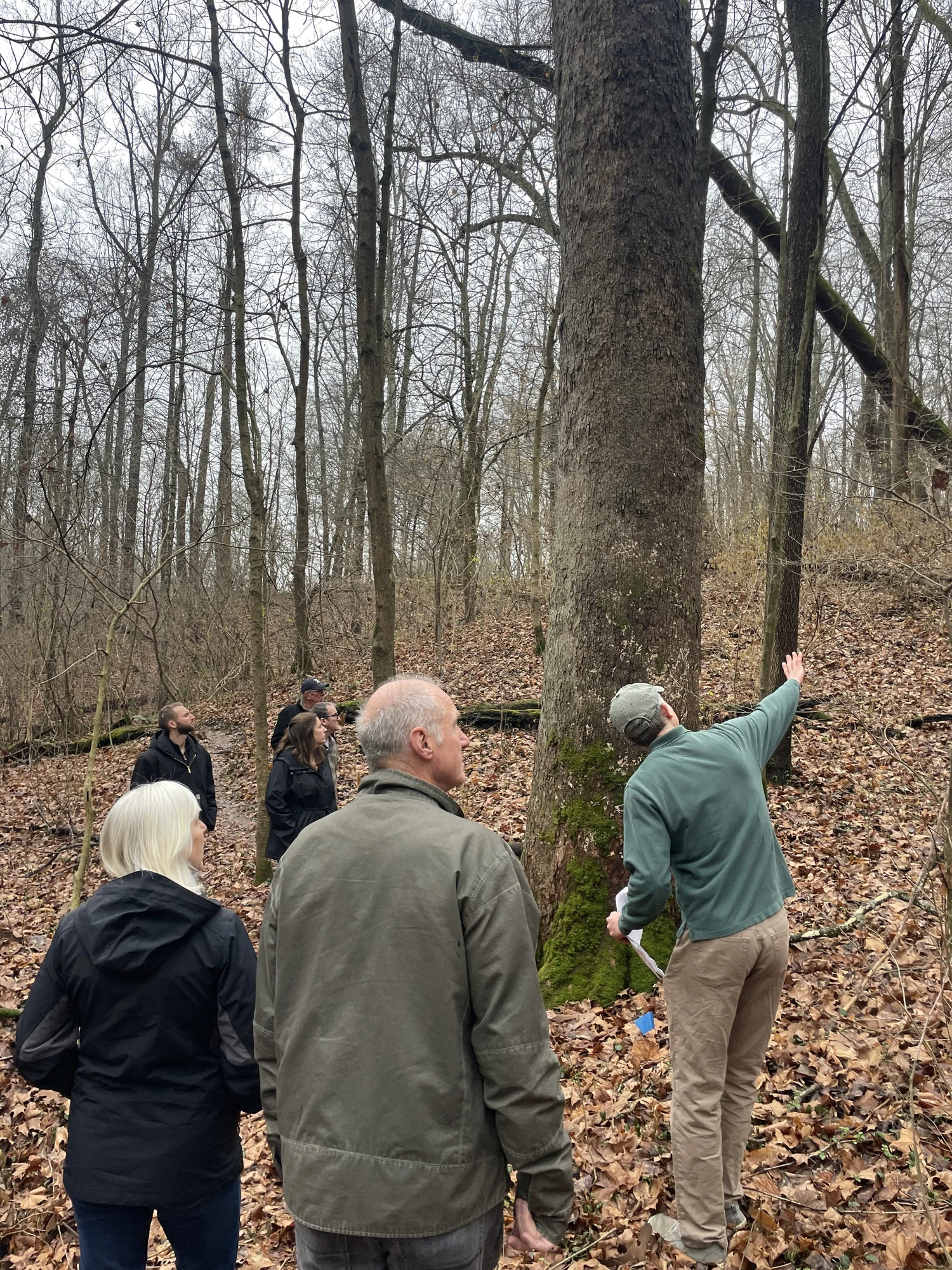 California Woods — Old-Growth Forest Network