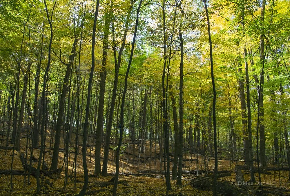 Kurtz Woods State Natural Area — Old-Growth Forest Network