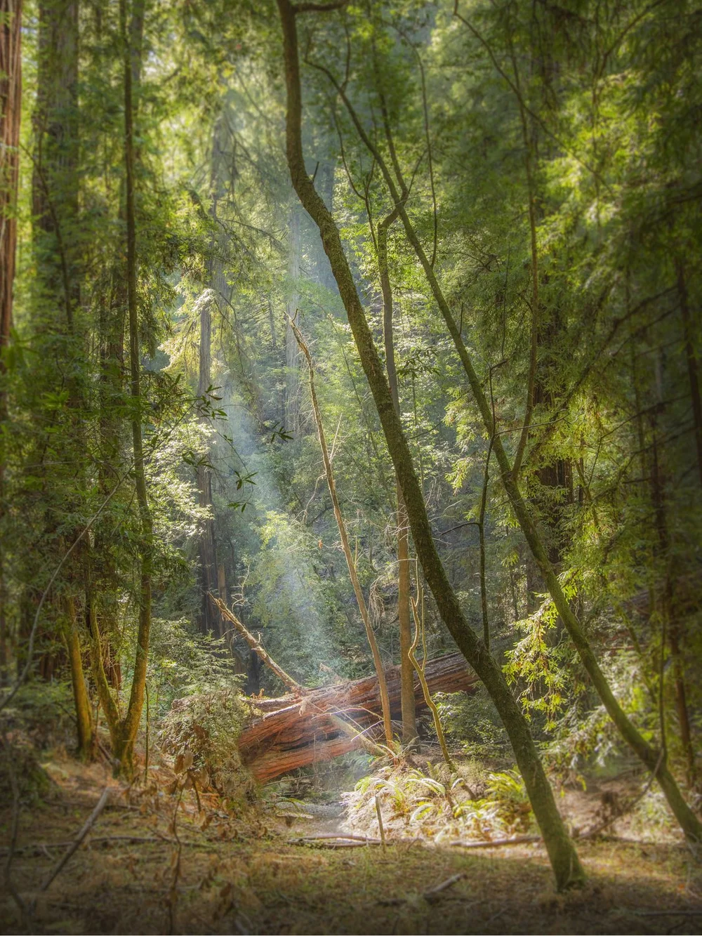 Armstrong Redwoods State Natural Reserve — Old-Growth Forest Network