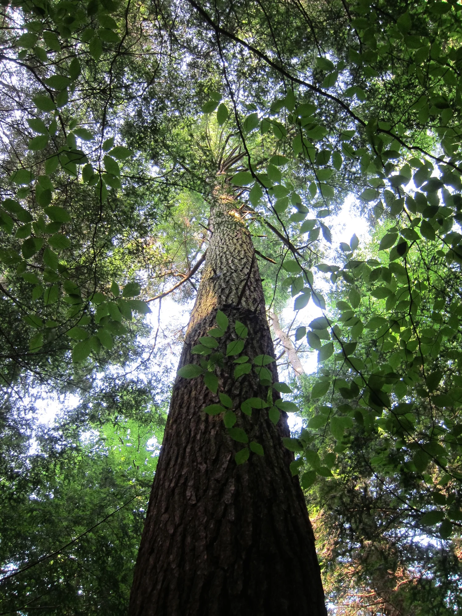 Cook Trail - Cook Forest State Park — Old-Growth Forest Network