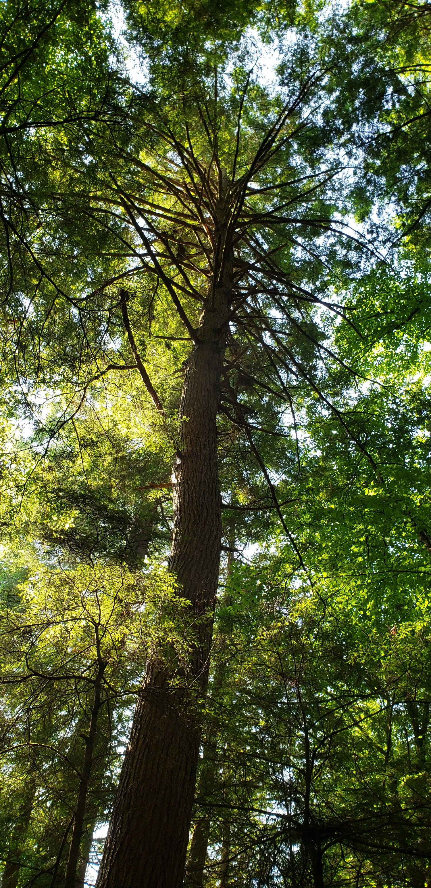 Cook Trail - Cook Forest State Park — Old-Growth Forest Network