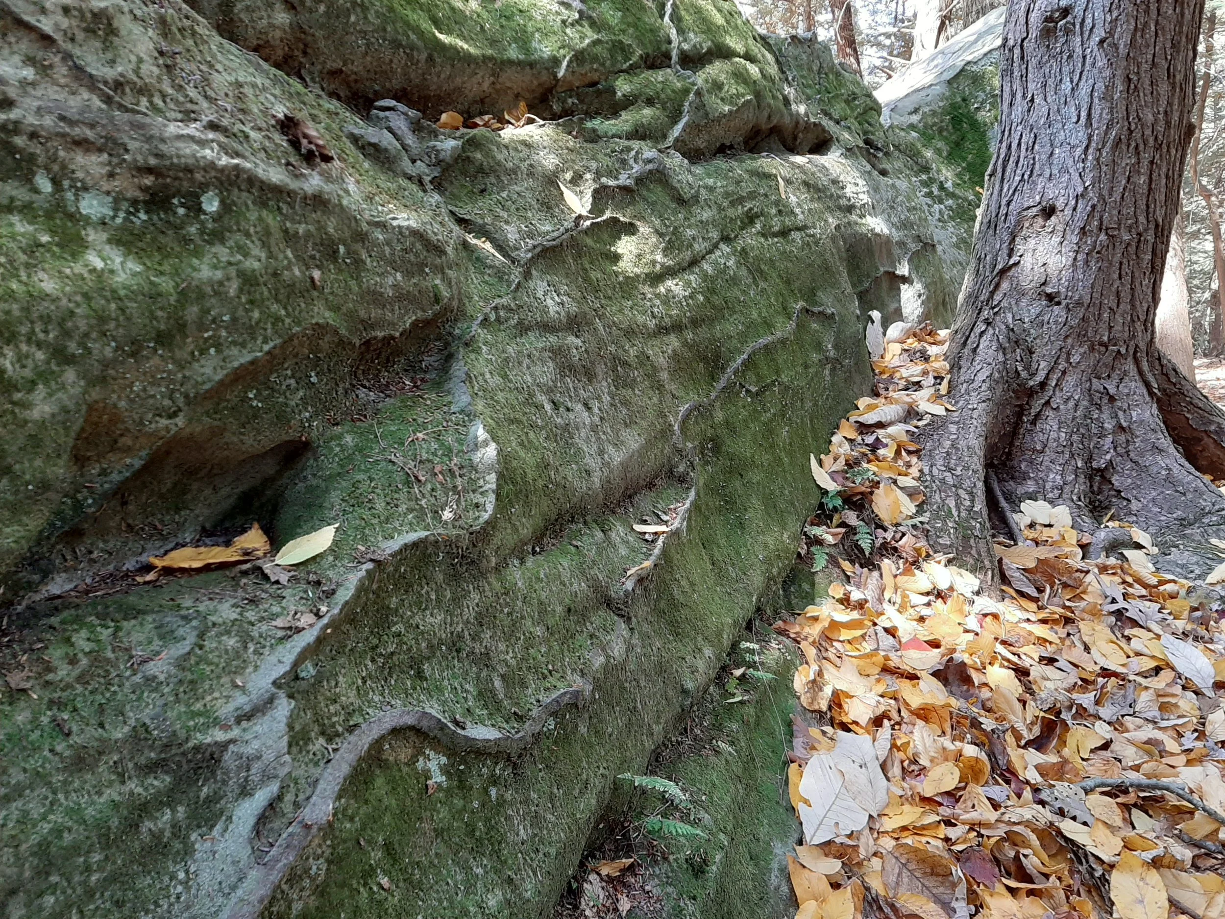 Cook Trail - Cook Forest State Park — Old-Growth Forest Network