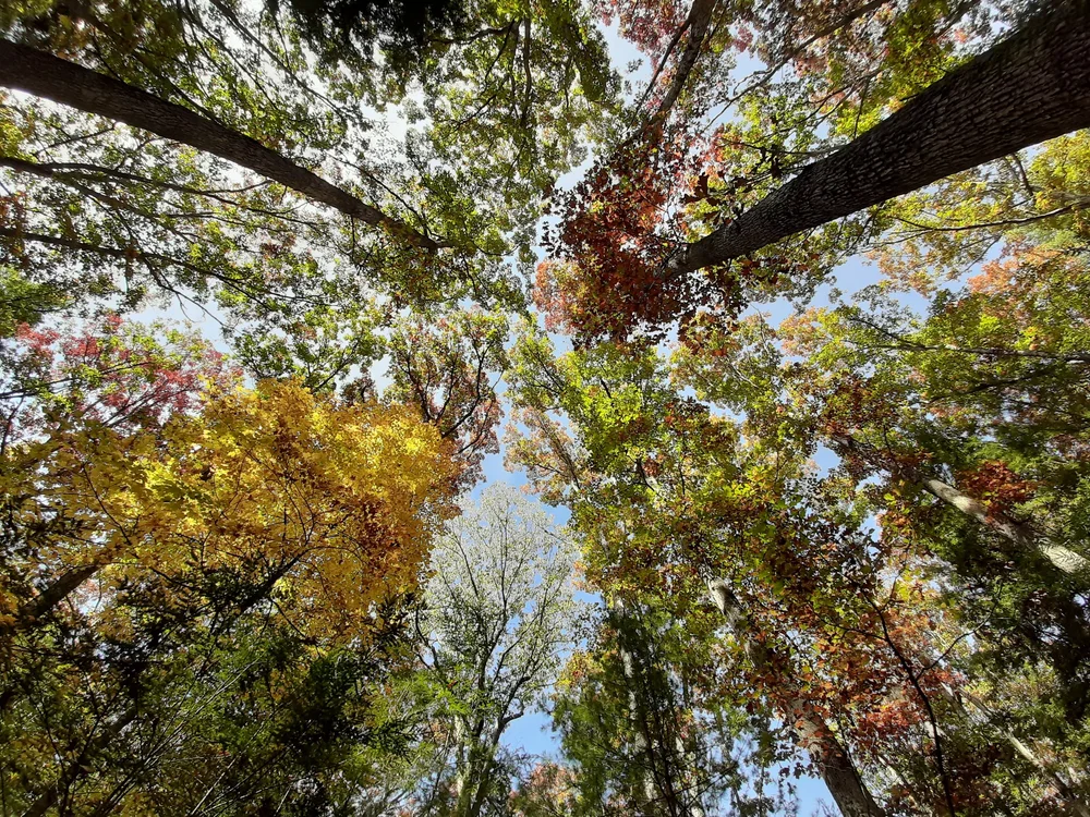Alan Seeger Natural Area - Rothrock State Forest — Old-Growth Forest ...