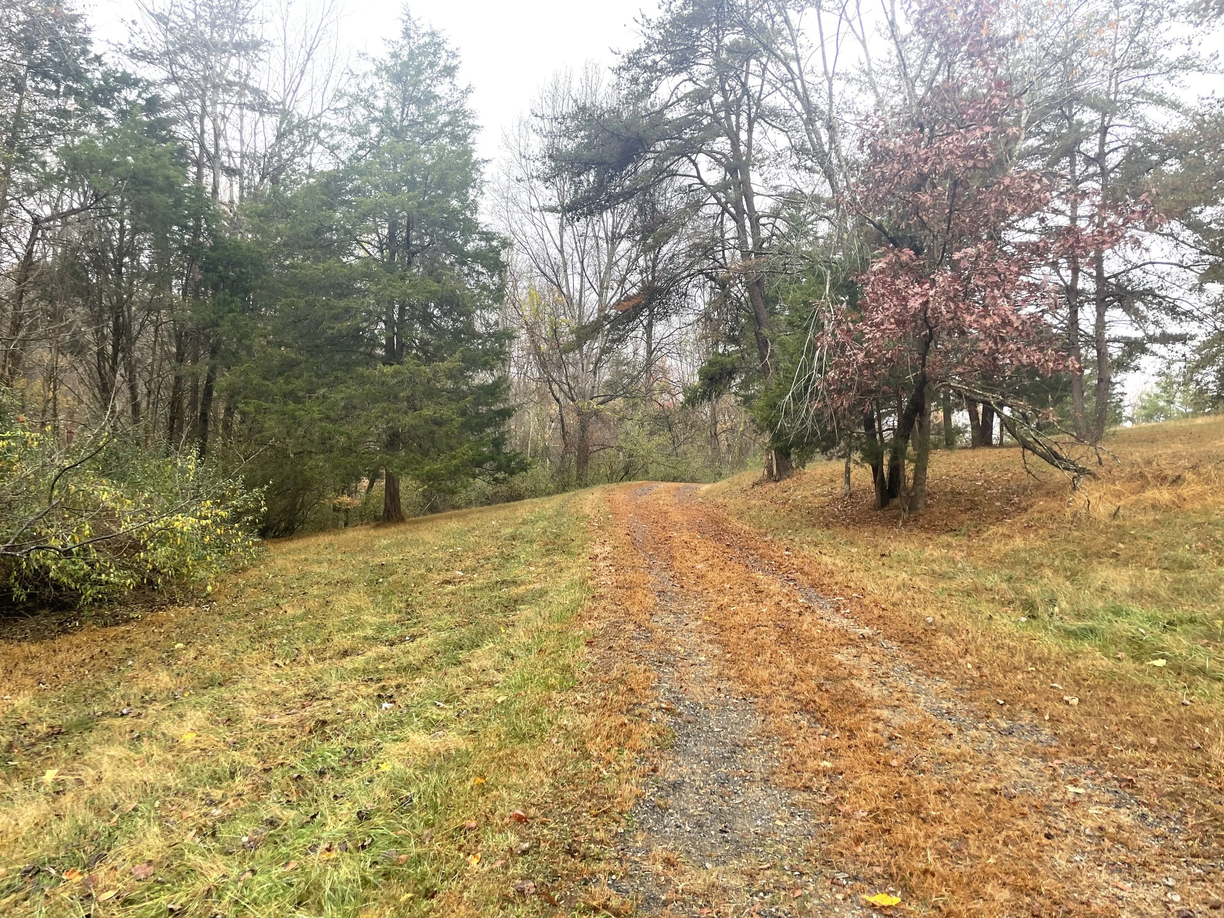 Hemlock Overlook Regional Park — Old-Growth Forest Network