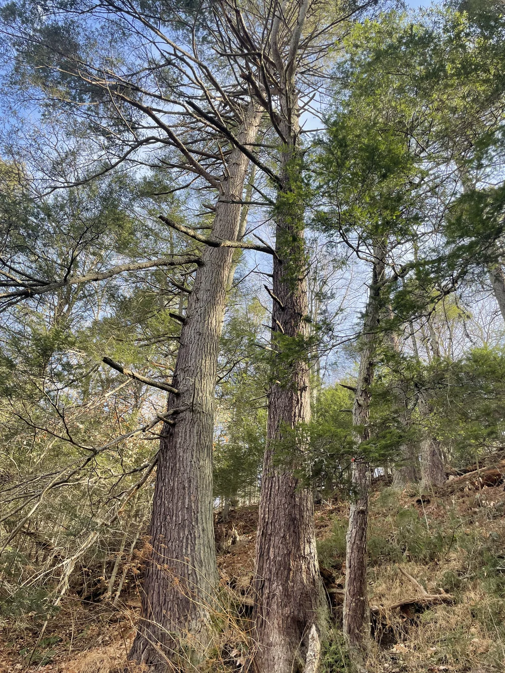 Hemlock Overlook Regional Park — Old-Growth Forest Network