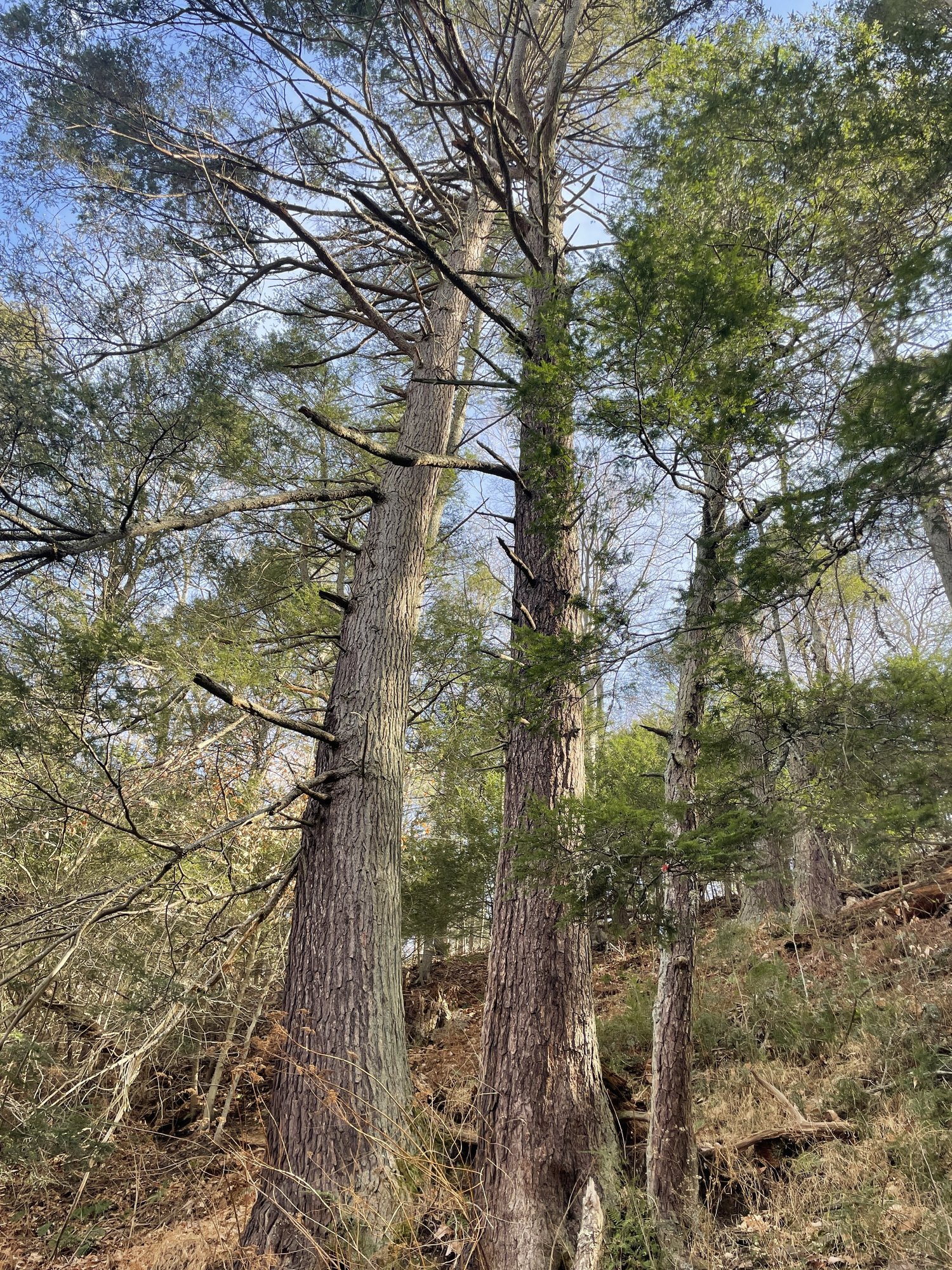 Hemlock Overlook Regional Park — Old-Growth Forest Network