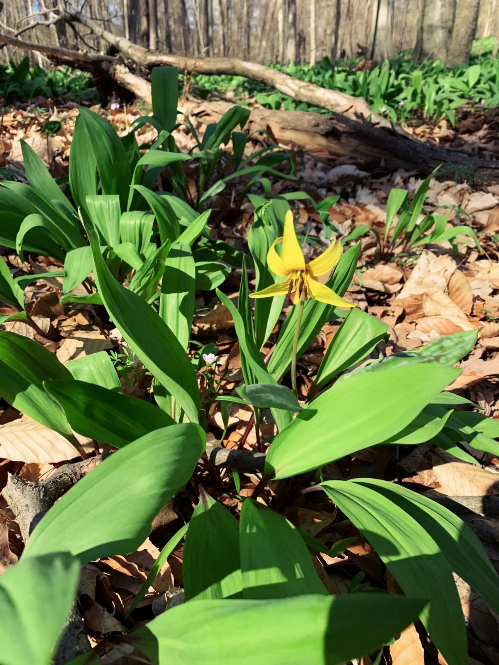 Beall Woods State Park — Old-Growth Forest Network
