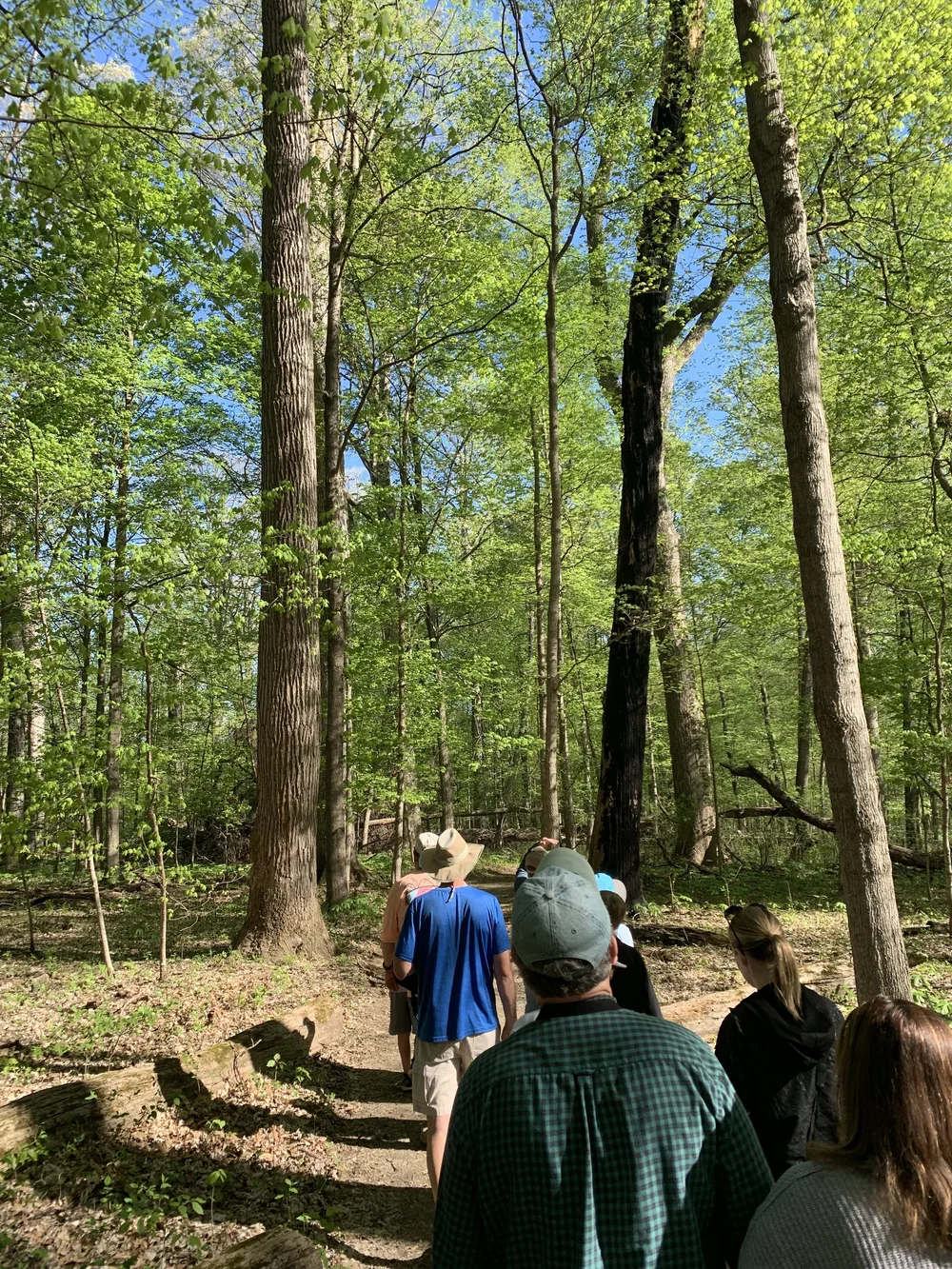 Beall Woods State Park — Old-Growth Forest Network